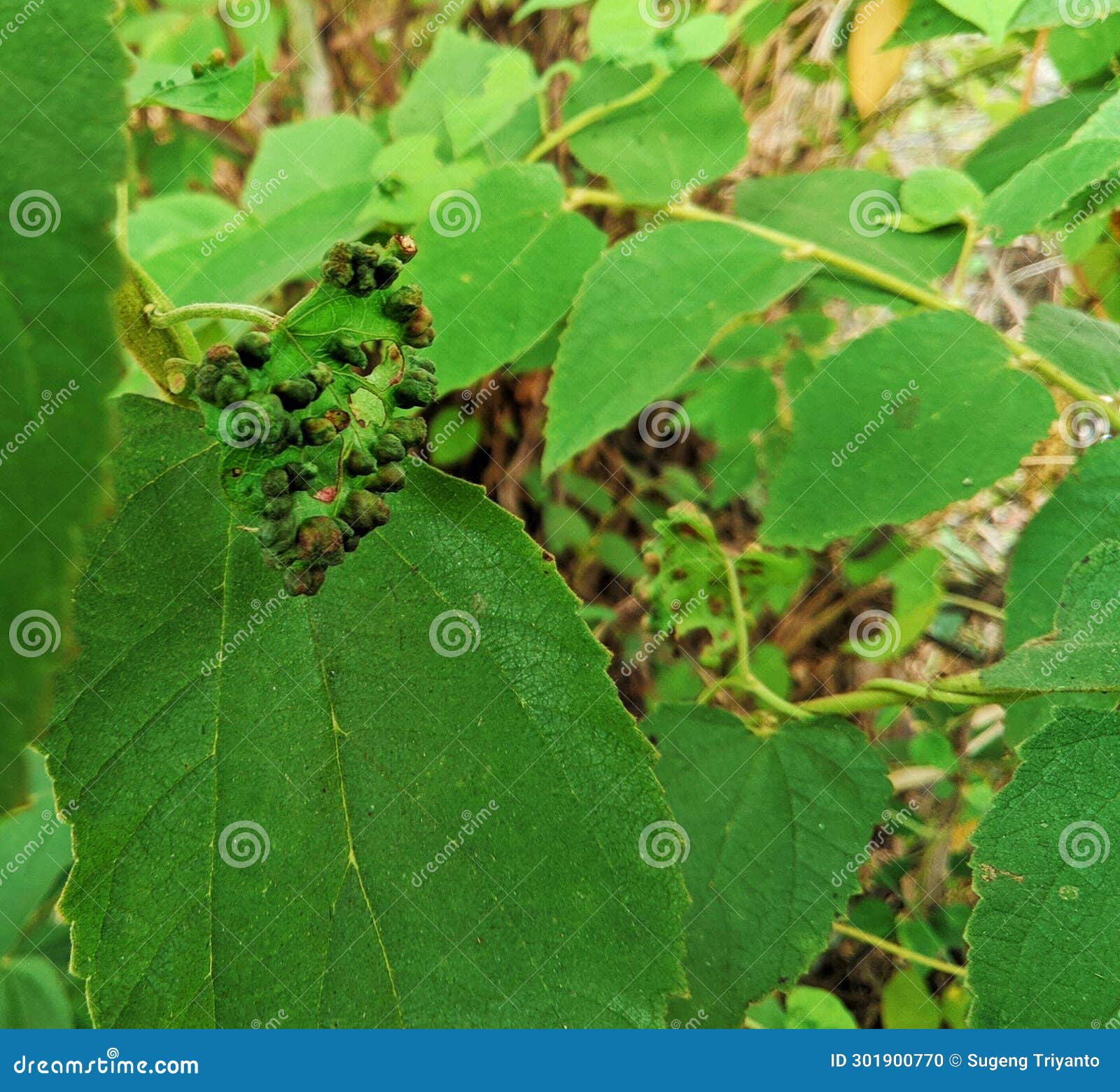 Erythrina Gall Wasp Damage on Cherry Leaves Stock Photo - Image of ...