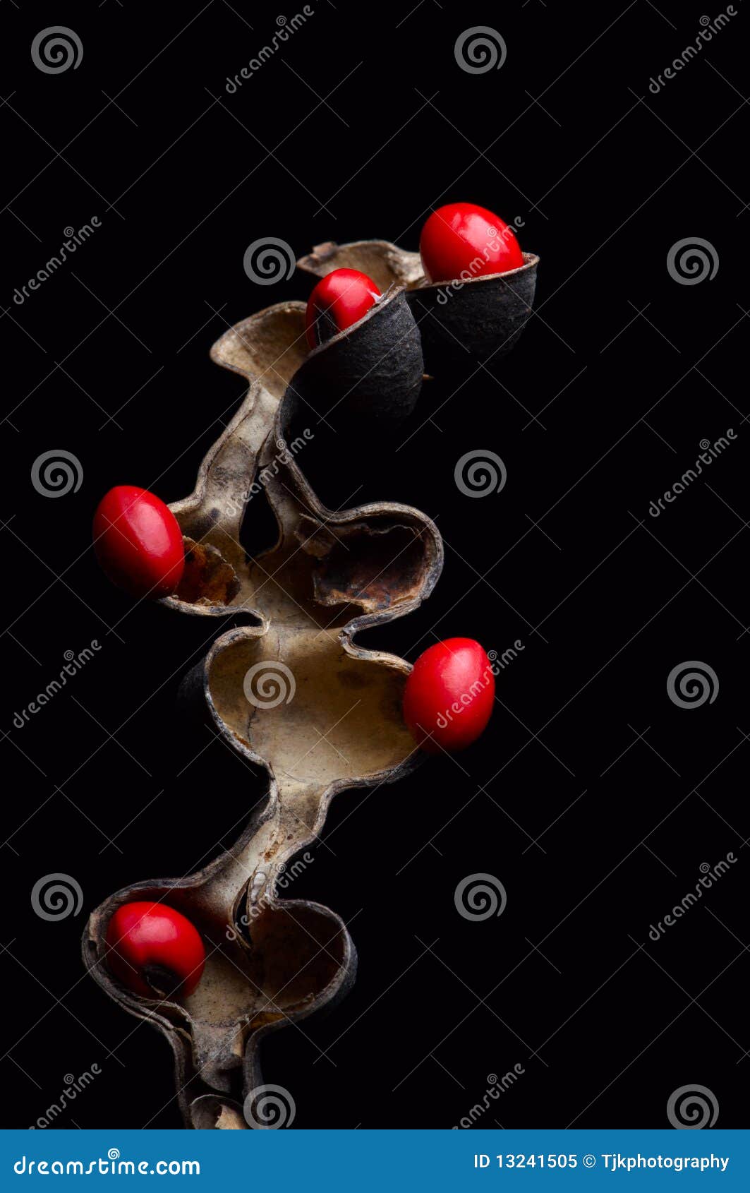 Erythrina or Lucky Bean Seeds Stock Image - Image of ripe, nature: 13241505