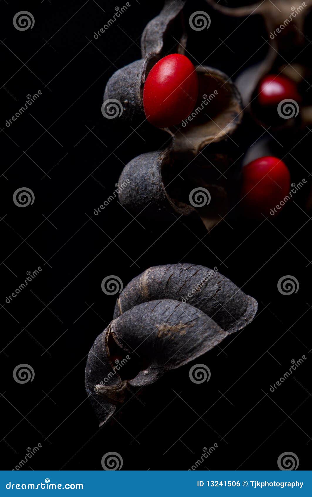 Lucky Bean Tree Stock Image | CartoonDealer.com #19315471