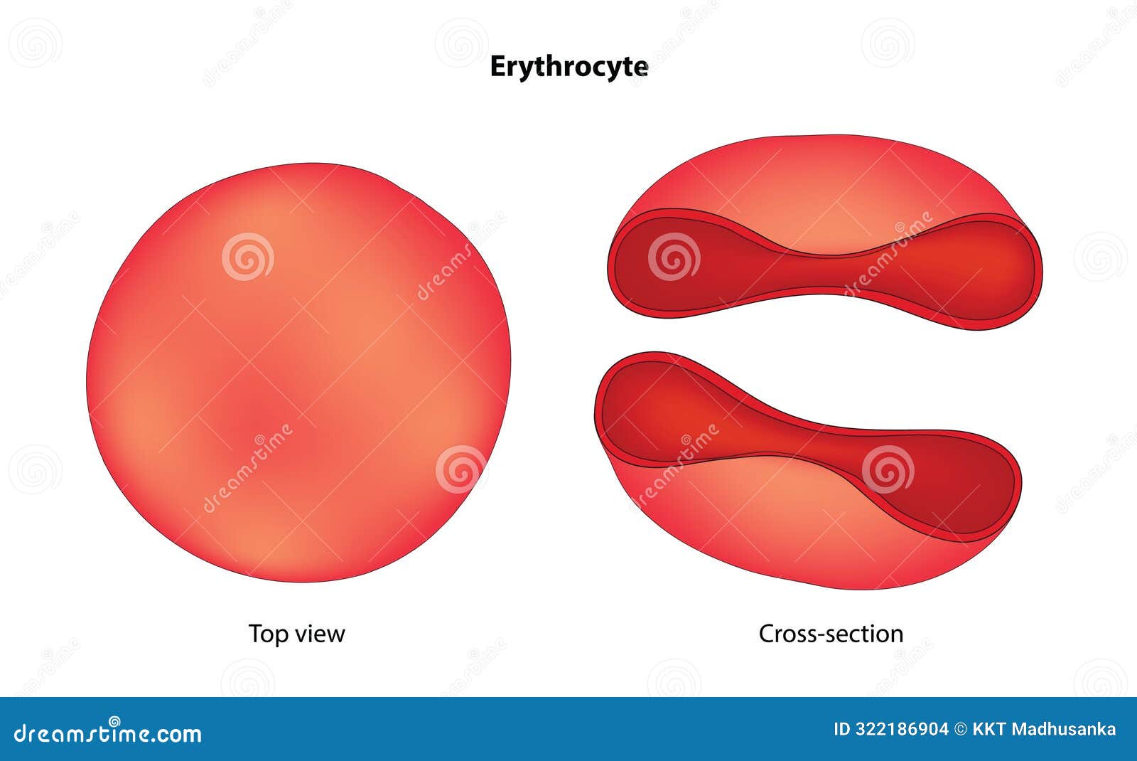 Shapes of Red Blood cell stock vector. Illustration of circulatory ...
