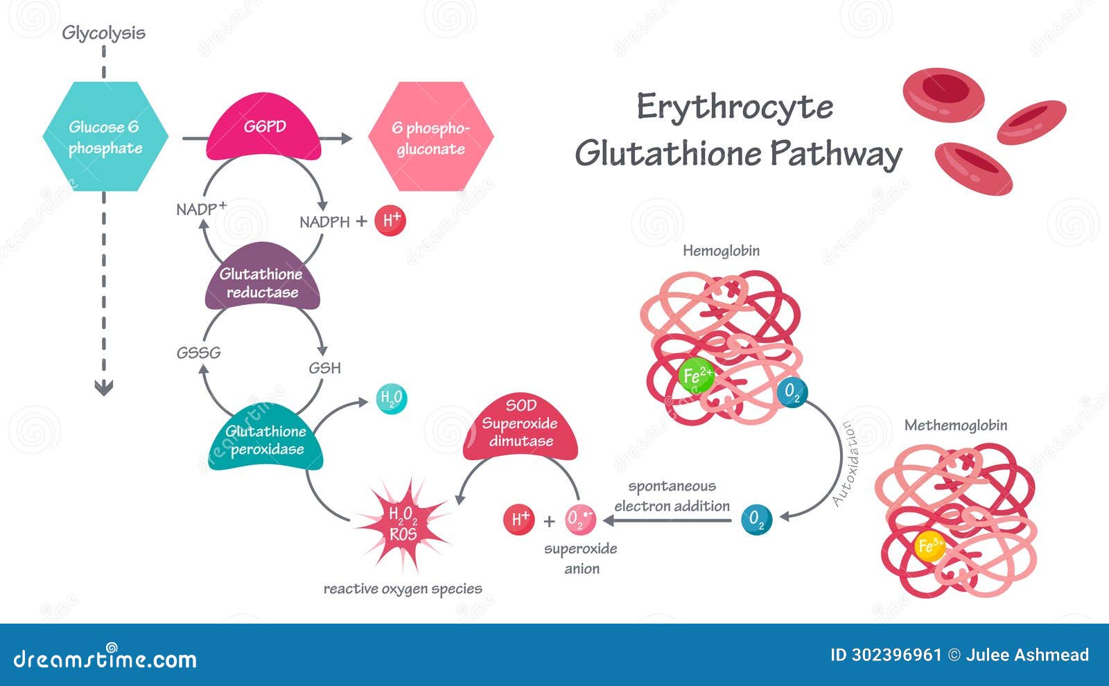 Erythrocyte Glutathione Enzymatic Pathway Vector Illustration Graphic ...