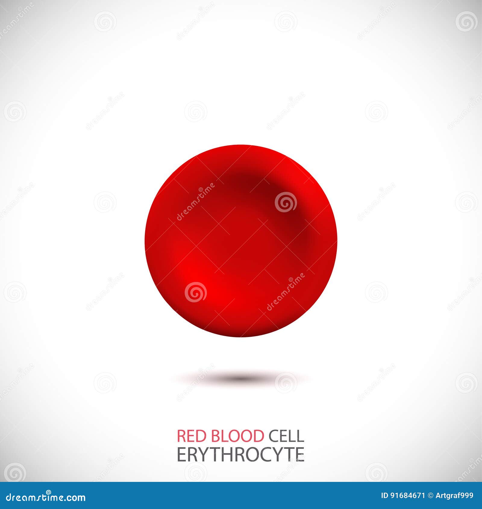Erythrocyte. Red Blood Cell. Vector Illustration Stock Illustration ...