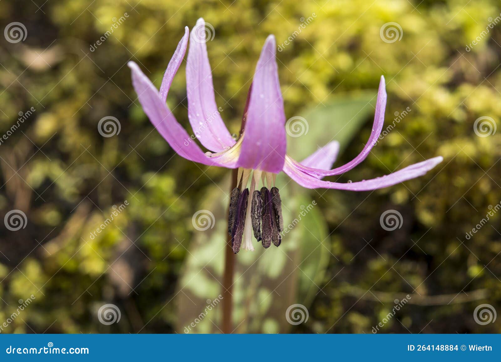One Flower of Erythronium Dens-canis Stock Photo - Image of plant ...