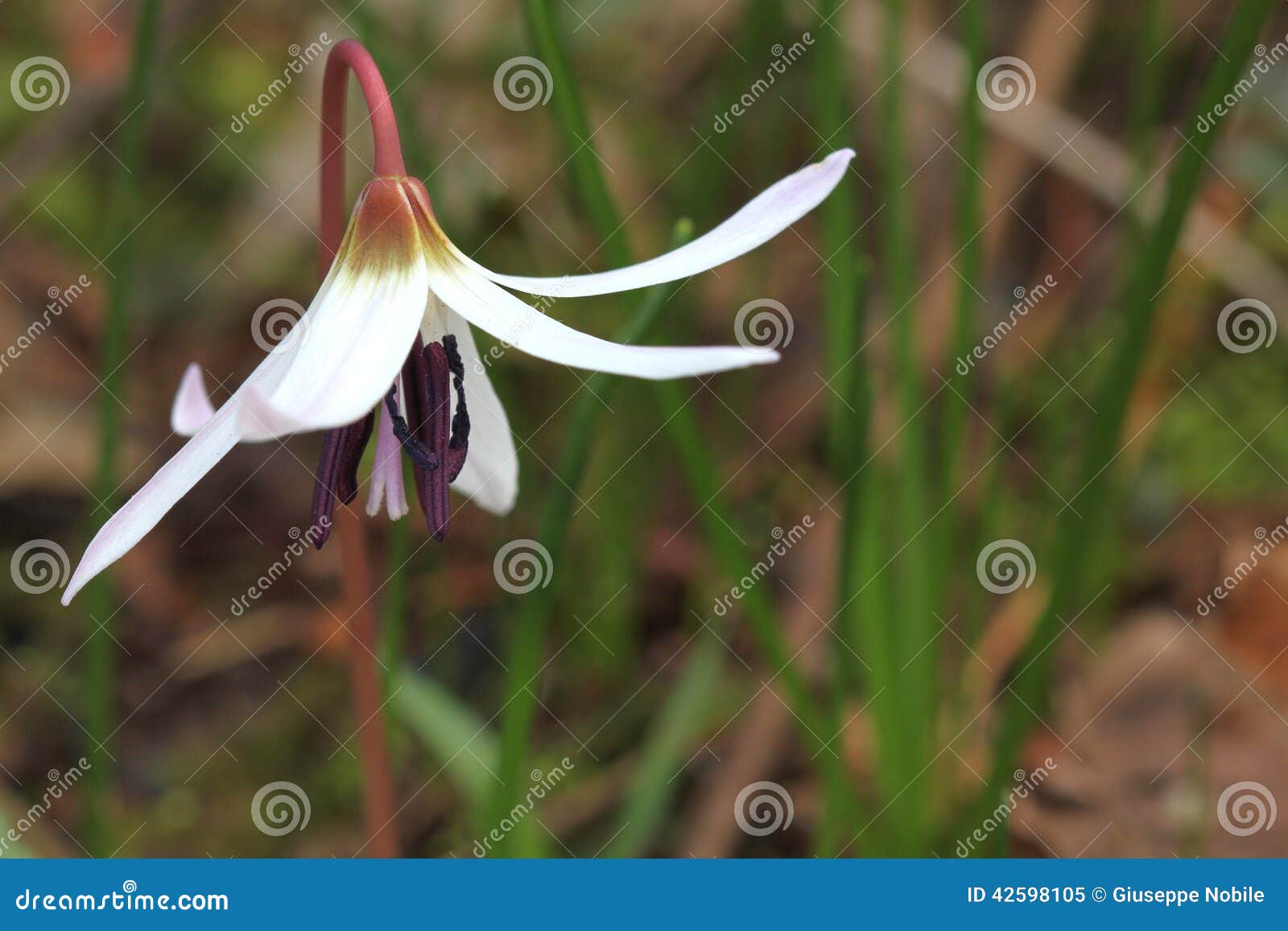 Erythronium dens-canis stock image. Image of dens, natural - 42598105