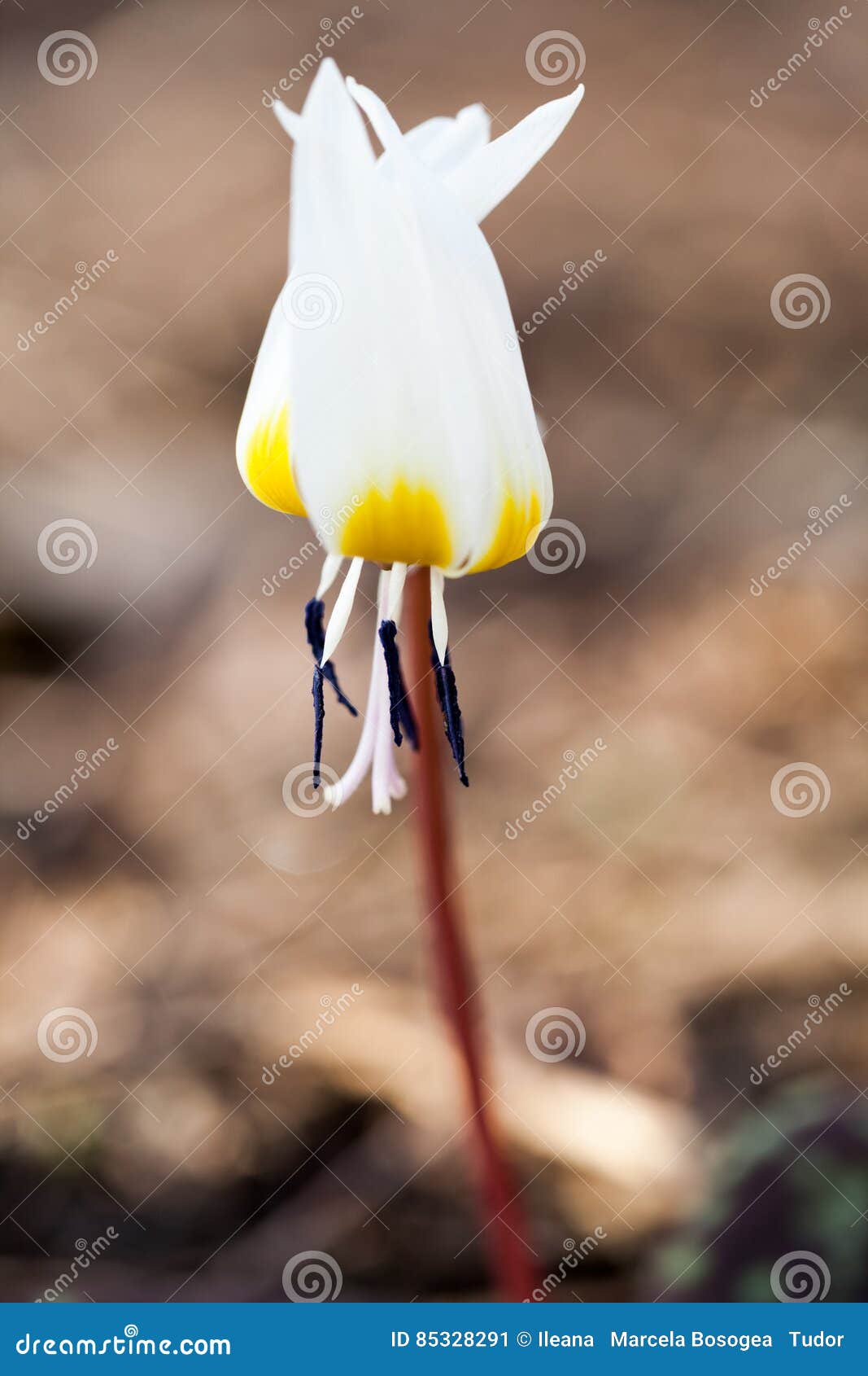 Erythronium Dens-canis Flower Stock Image - Image of spring, nature ...