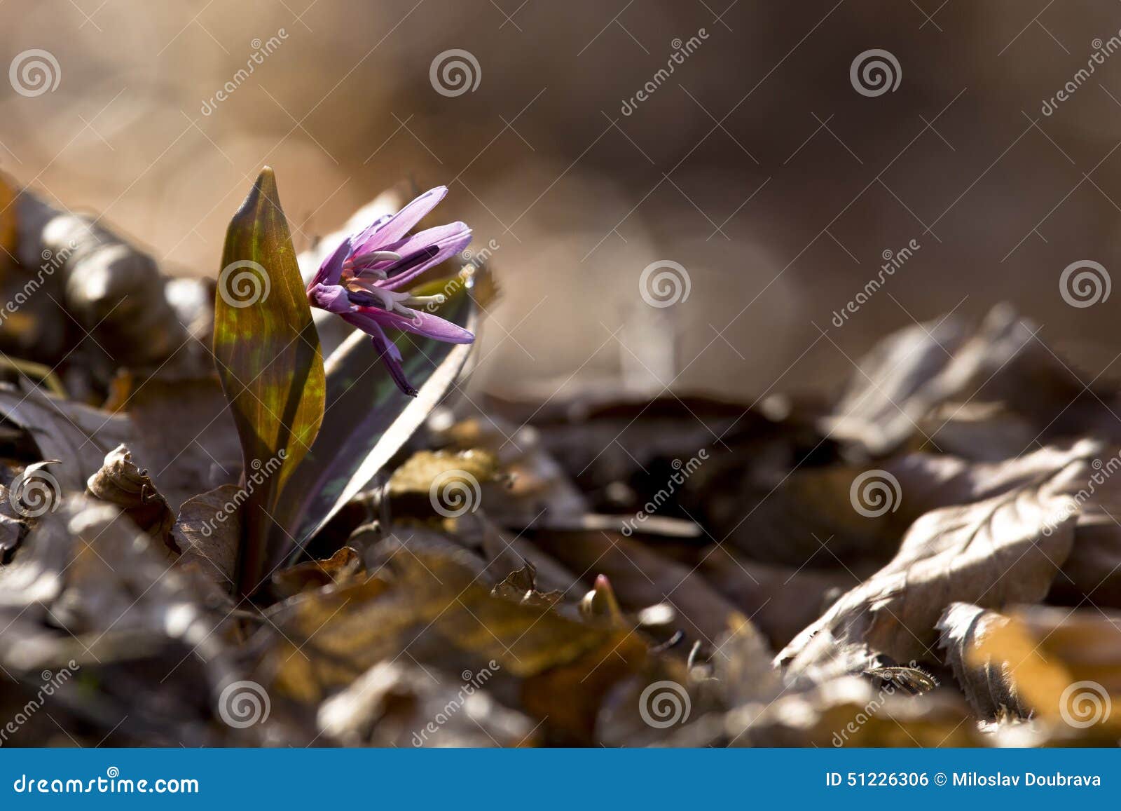 Erythronium dens canis stock photo. Image of spring, erythronium - 51226306