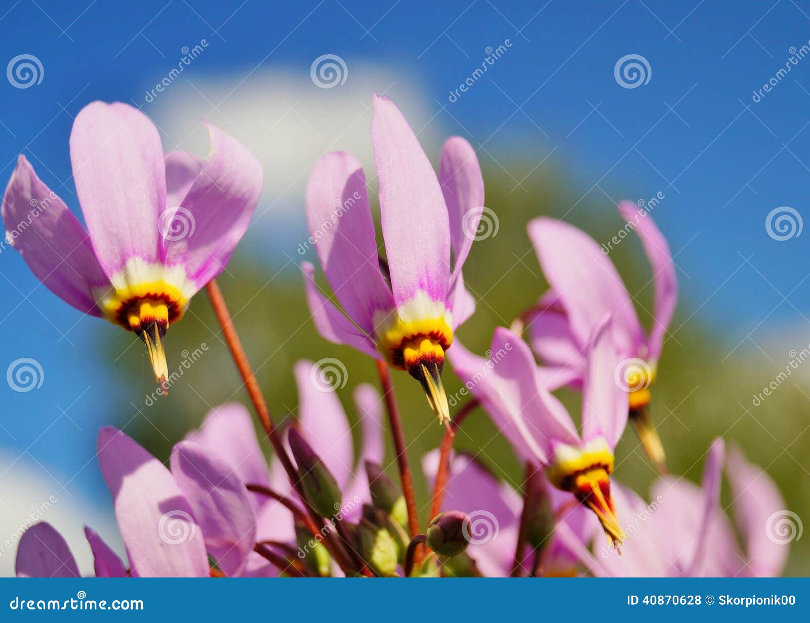 Erythronium dens-canis stock photo. Image of beautiful - 40870628