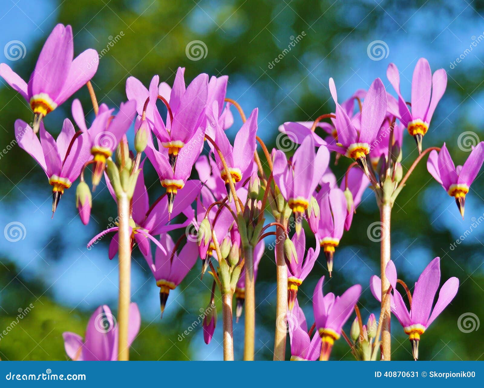 Erythronium dens-canis stock image. Image of macro, flower - 40870631