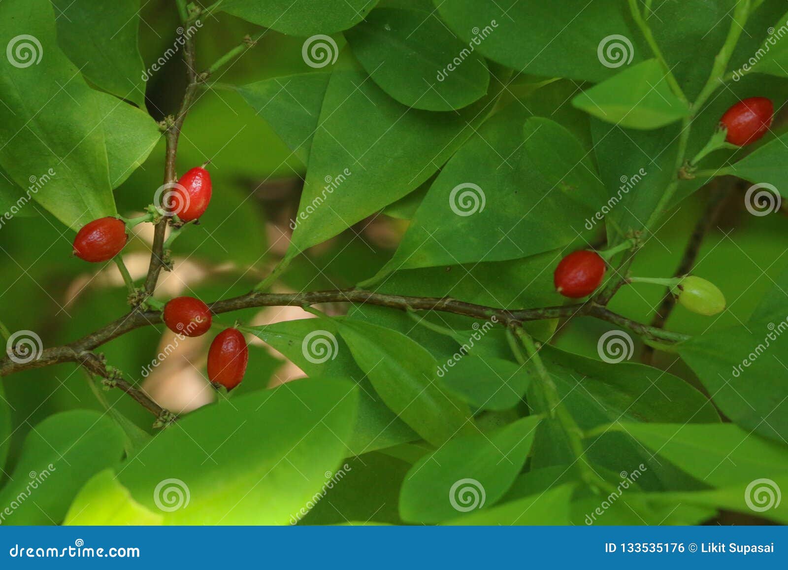 Erythroxylum Coca at Garden in Chiang Mai Stock Photo - Image of ...