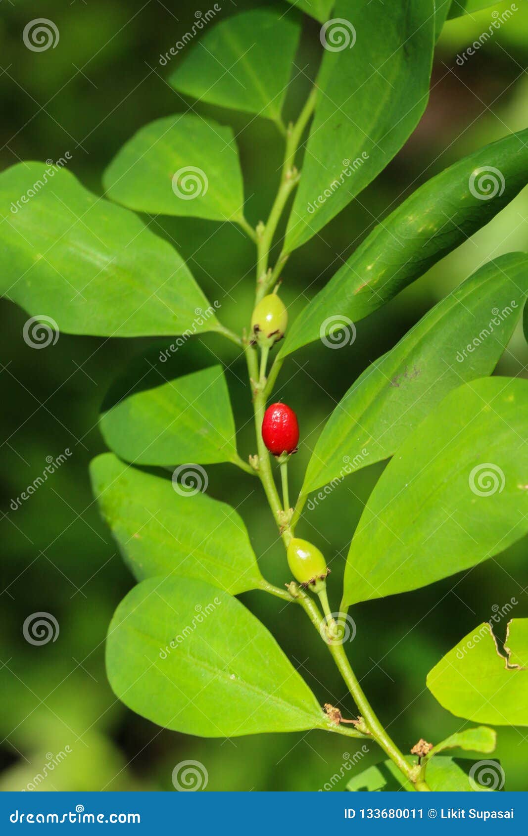 Erythroxylum Coca at Garden Stock Image - Image of branch, drop: 133680011