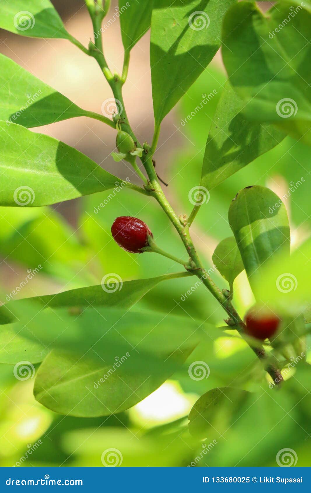 Erythroxylum Coca at Garden Stock Image - Image of green, nature: 133680025