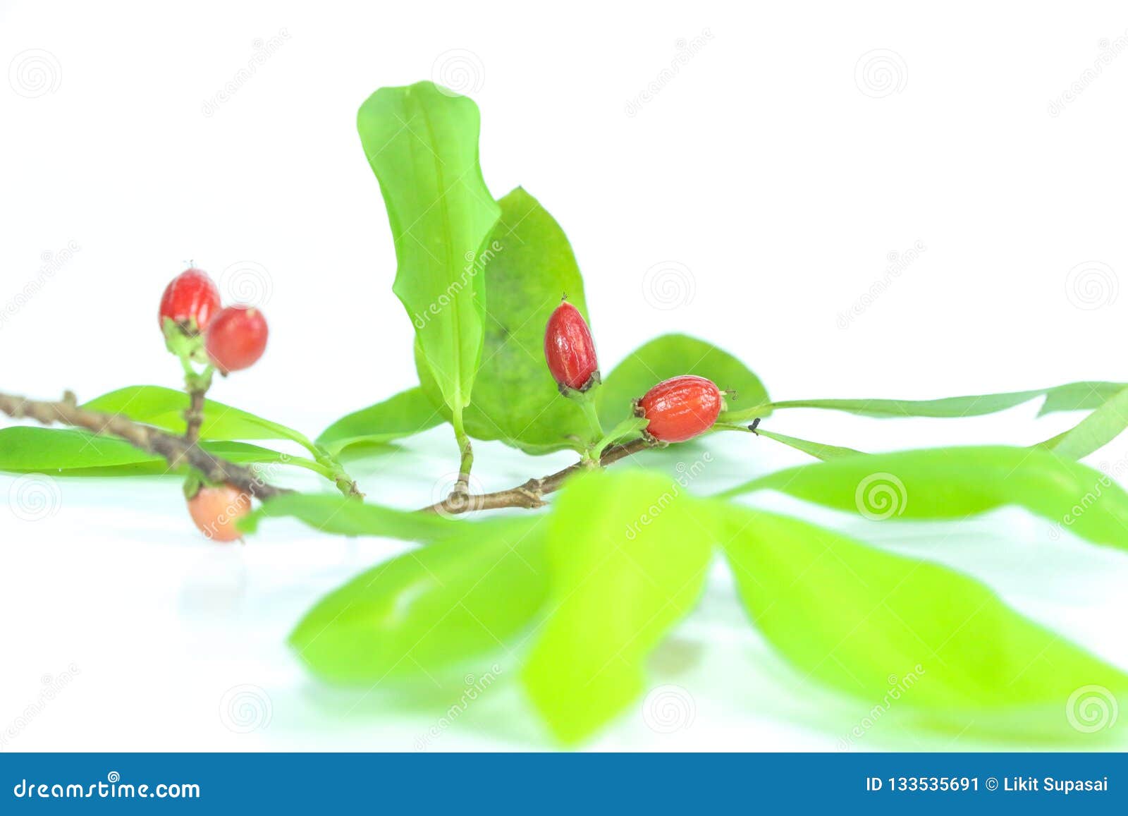 Erythroxylum Coca White Background in Studio Stock Image - Image of ...