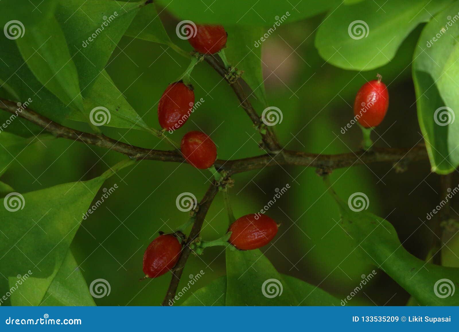 Erythroxylum Coca at Garden in Chiang Mai Stock Image - Image of color ...