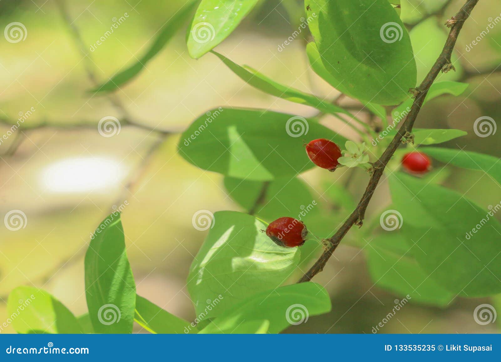 Erythroxylum Coca at Garden in Chiang Mai Stock Image - Image of ...