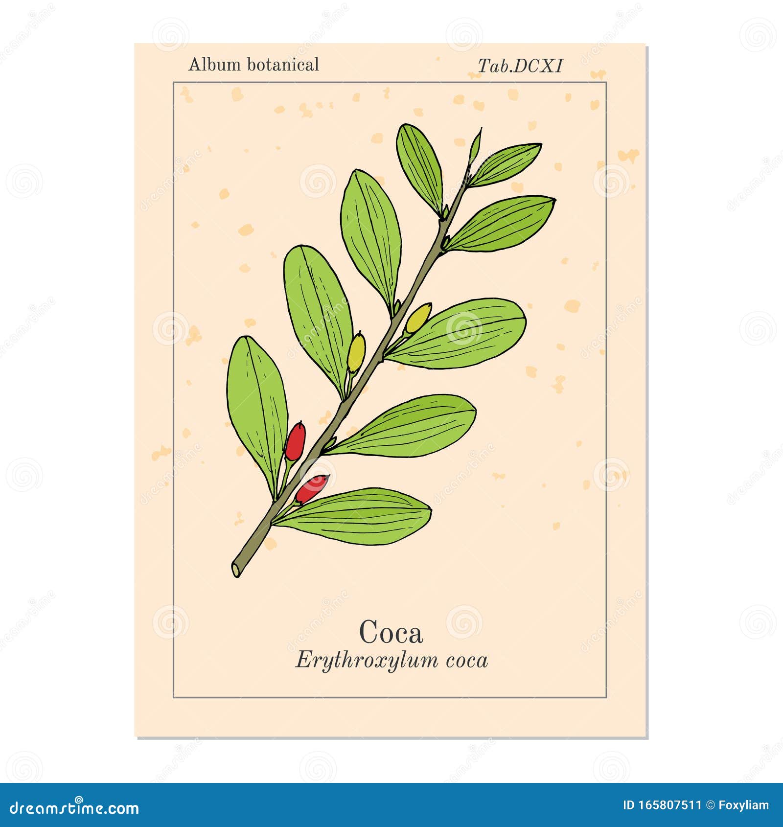 Erythroxylum Coca. Hand Drawn Illustration Stock Vector - Illustration ...