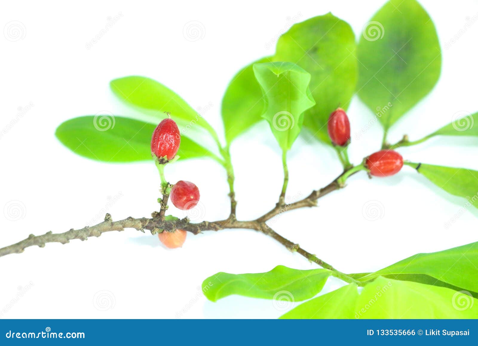 Erythroxylum Coca White Background in Studio Stock Photo - Image of ...