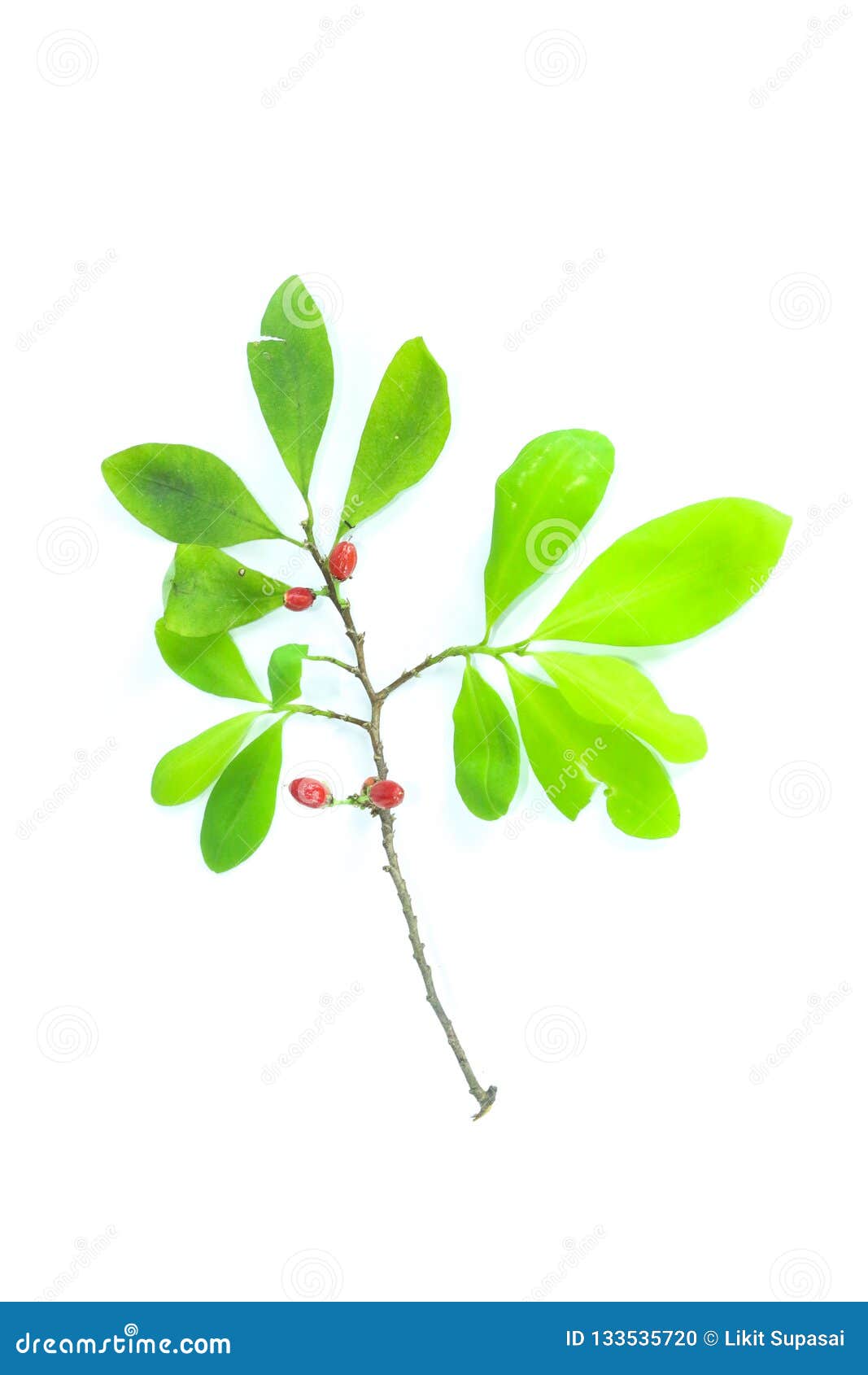 Erythroxylum Coca White Background in Studio Stock Photo - Image of ...