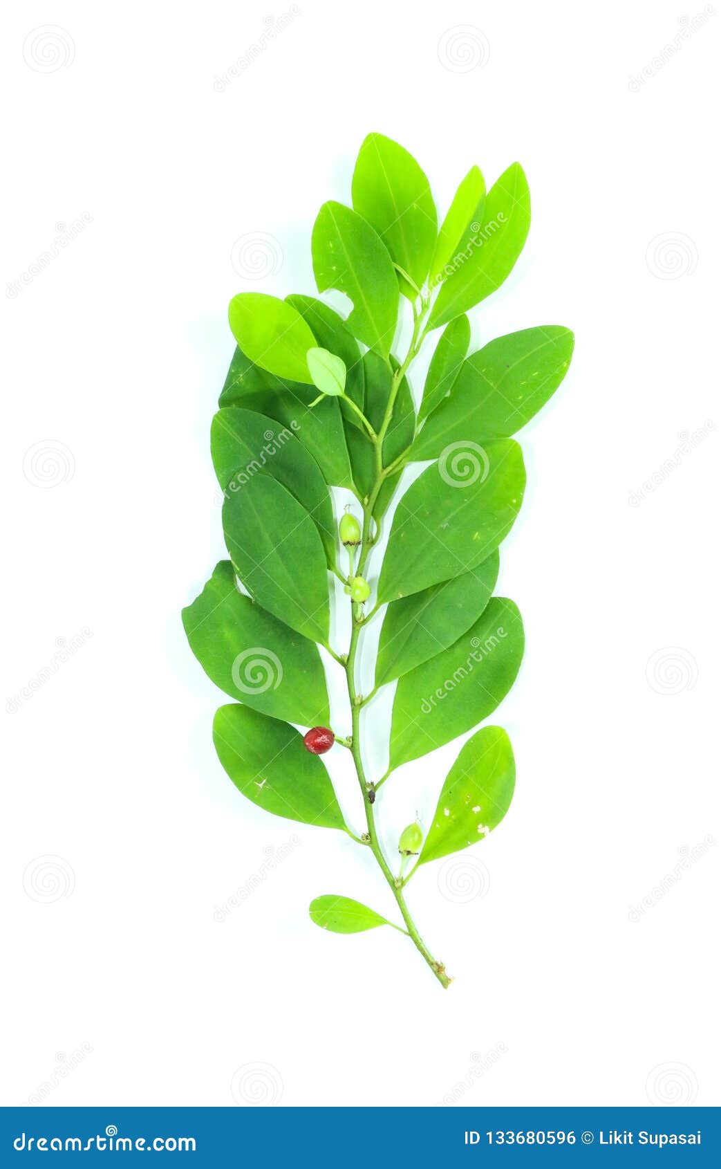 Erythroxylum Coca White Background in Studio Stock Photo - Image of ...