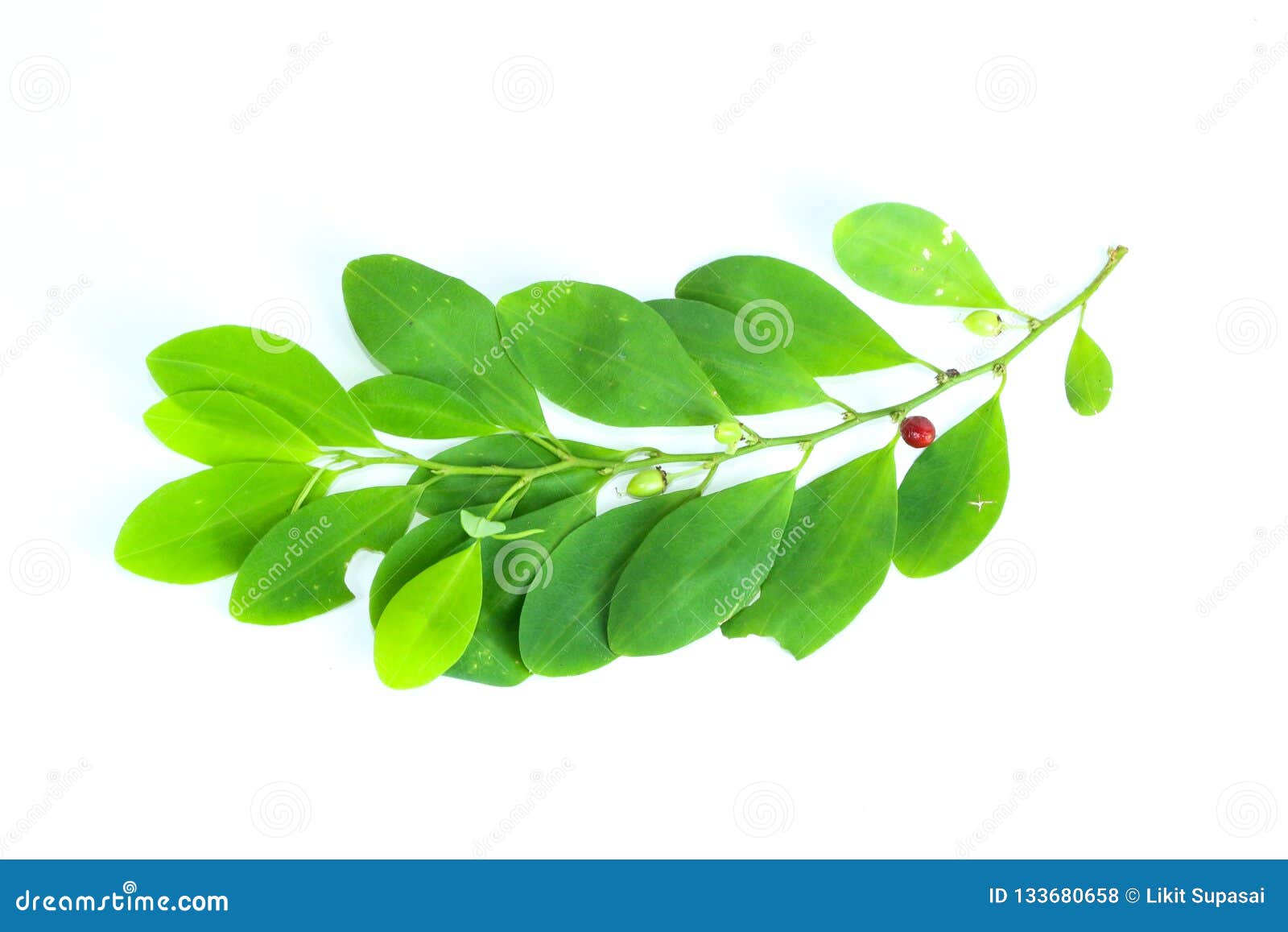 Erythroxylum Coca White Background in Studio Stock Photo - Image of ...