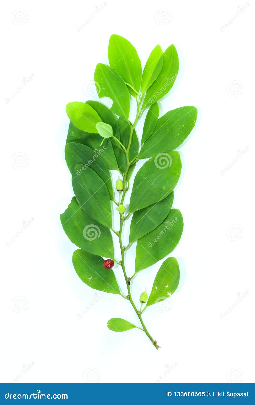 Erythroxylum Coca White Background in Studio Stock Image - Image of ...
