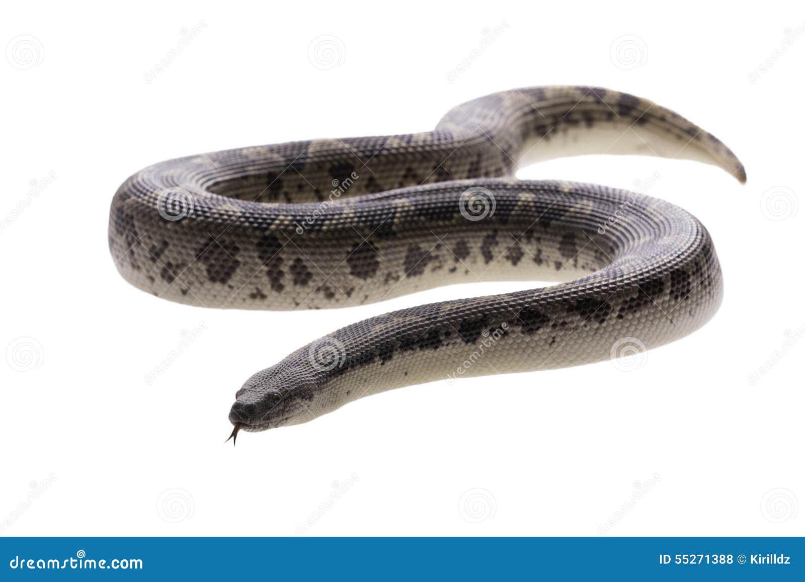 Eryx-conicus stockfoto. Bild von genetisch, konkurrenzfähig - 55271388