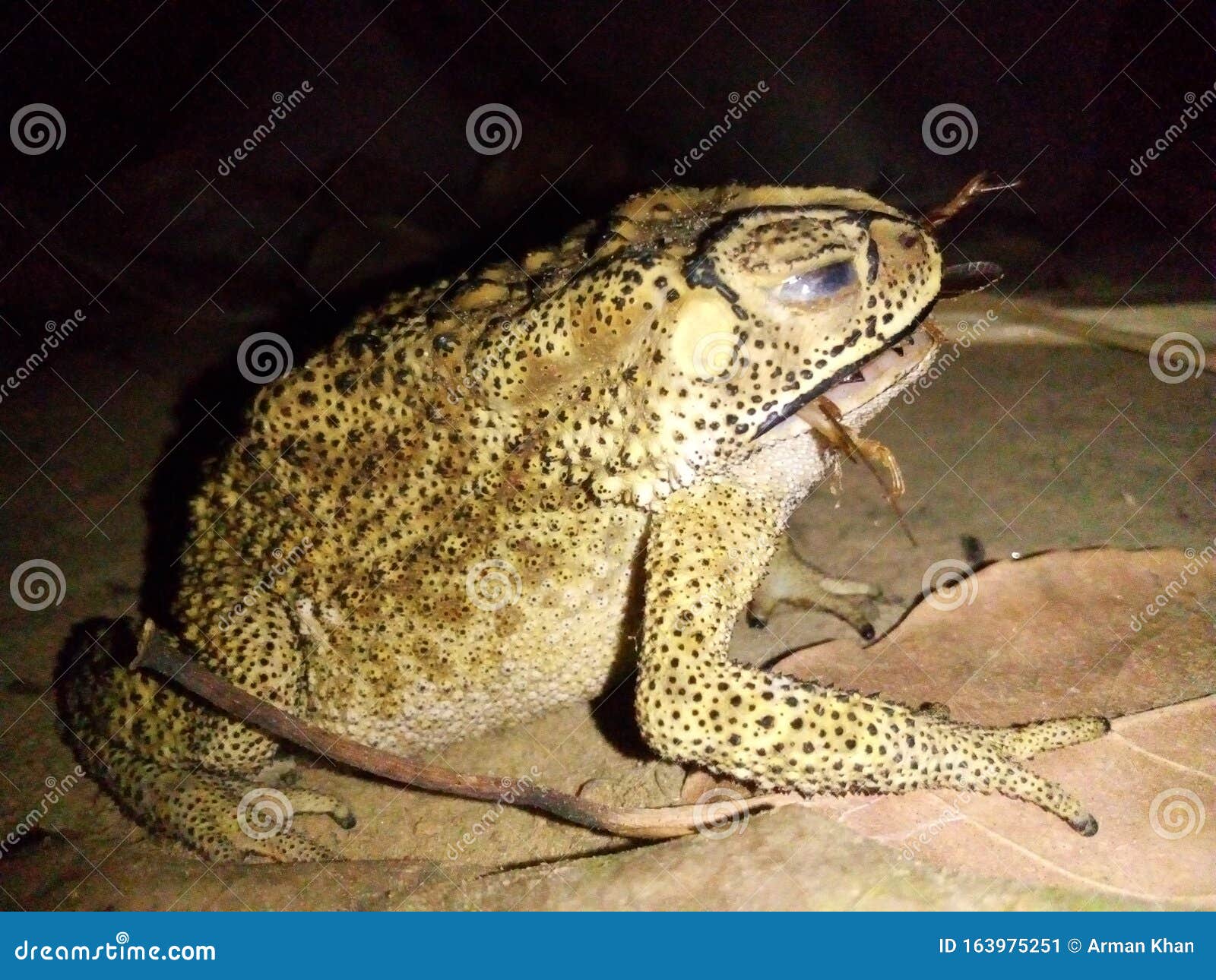 Es Un Animal De Rana Come Su Comida Imagen de archivo - Imagen de rana ...