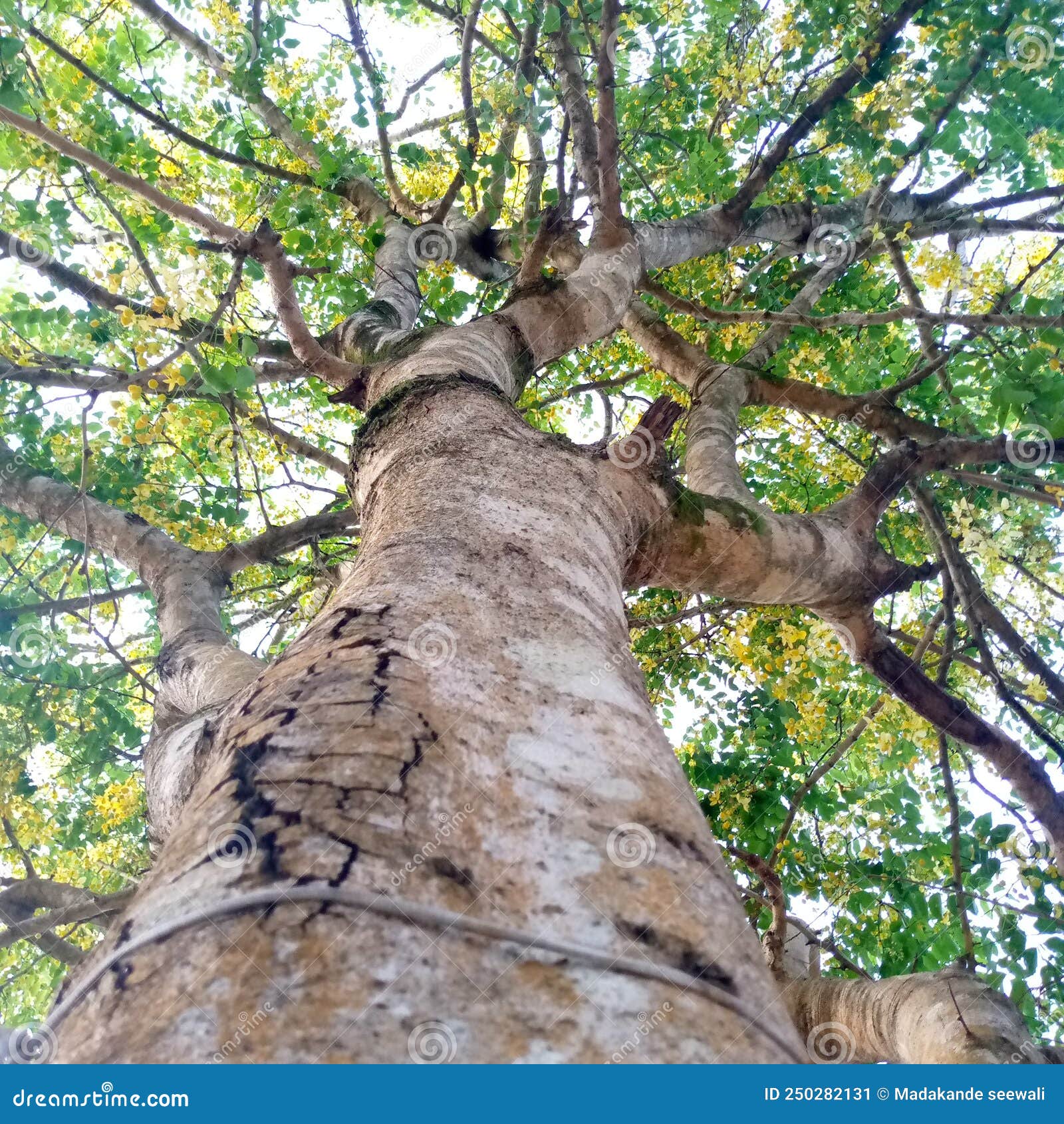 Esala tree in Sri Lanka stock image. Image of branch - 250282131
