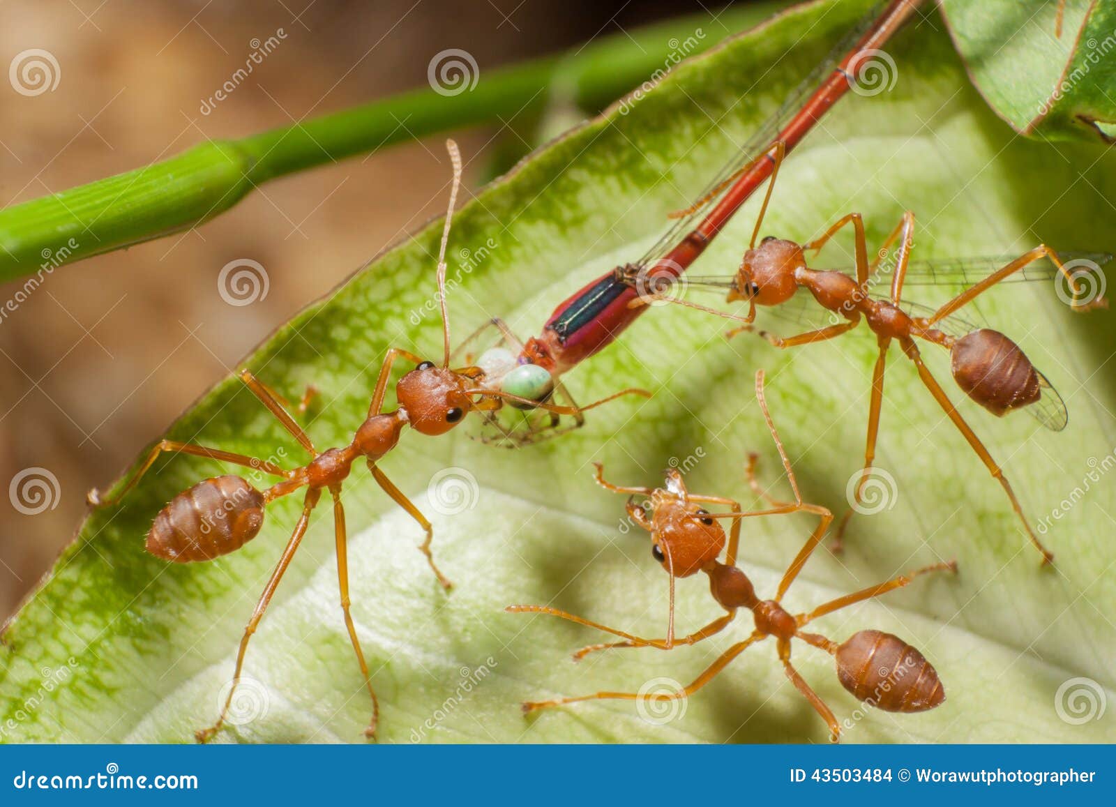 Esca Rossa Della Formica Alimentare Fotografia Stock - Immagine di ...