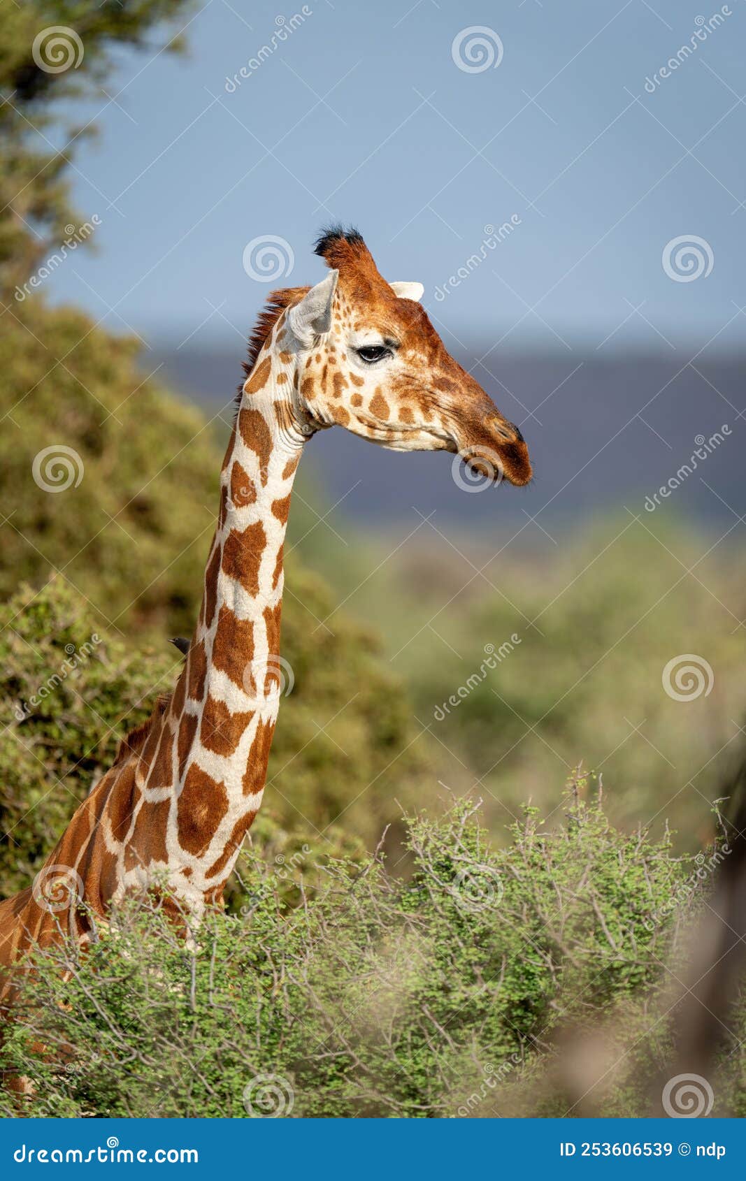 Escada De Girafa Reticulada Em Haste Imagem de Stock - Imagem de folhas ...