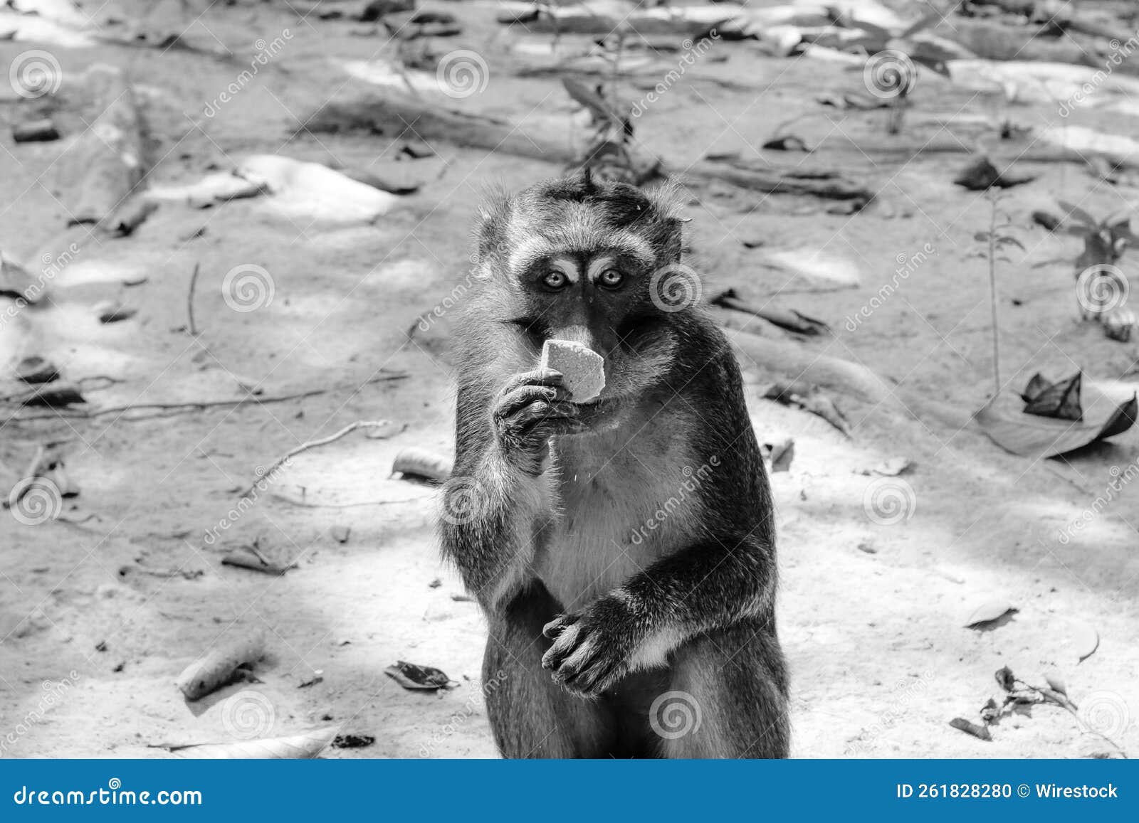 Escala De Cinza De Um Macaco Faminto Comendo Foto de Stock - Imagem de ...