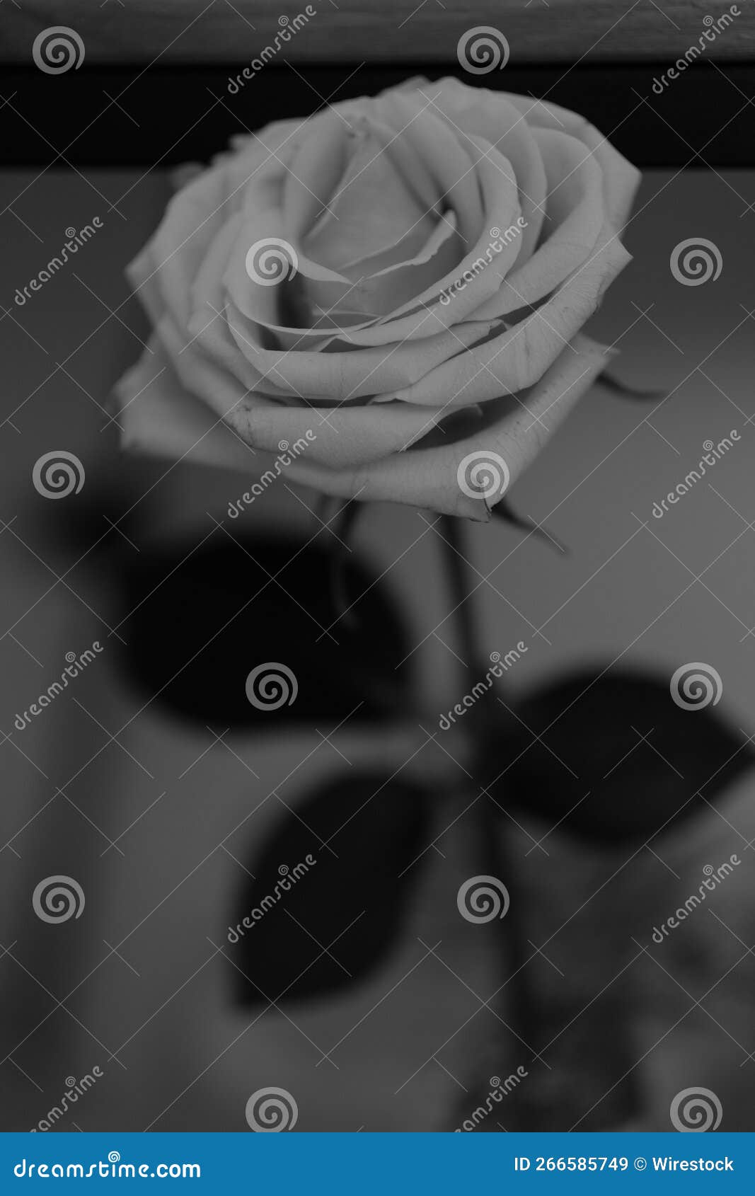 Escala De Cinza Vertical De Uma Rosa Nova Florida Imagem de Stock ...