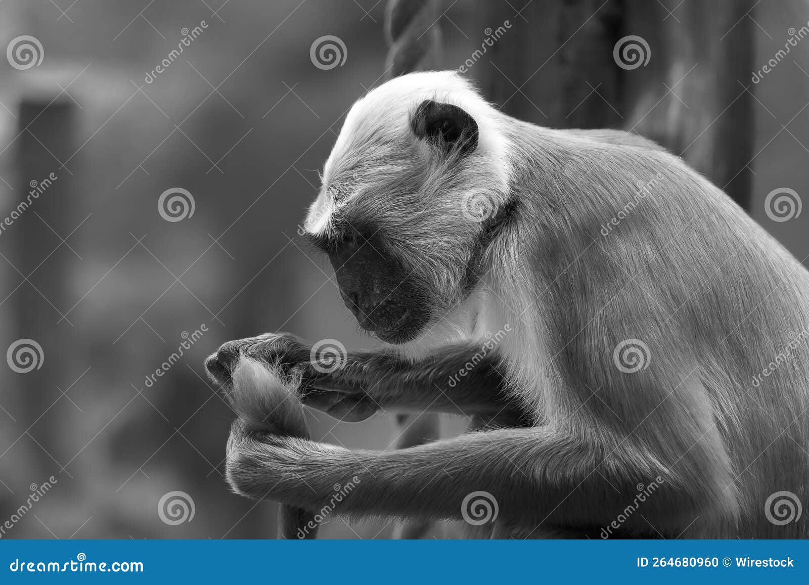 Escala De Grises De Un Mono Hermoso Mirando Su Cola Foto de archivo ...