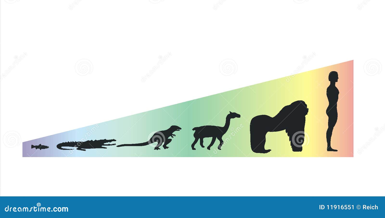 Escala de la evolución stock de ilustración. Ilustración de animal - 11916551