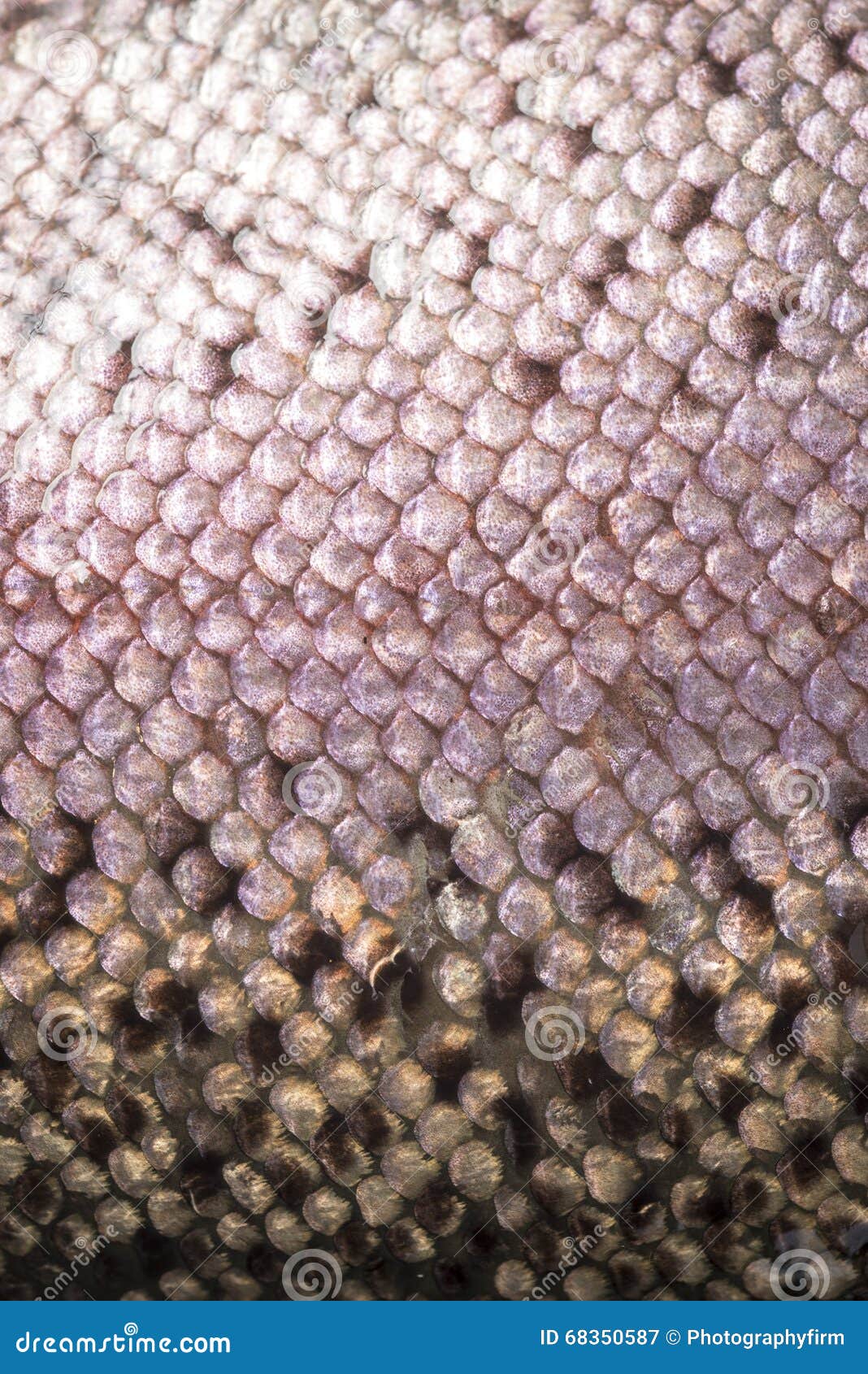 Escalas Da Truta, Cores Do Arco-íris Imagem de Stock - Imagem de fresco ...