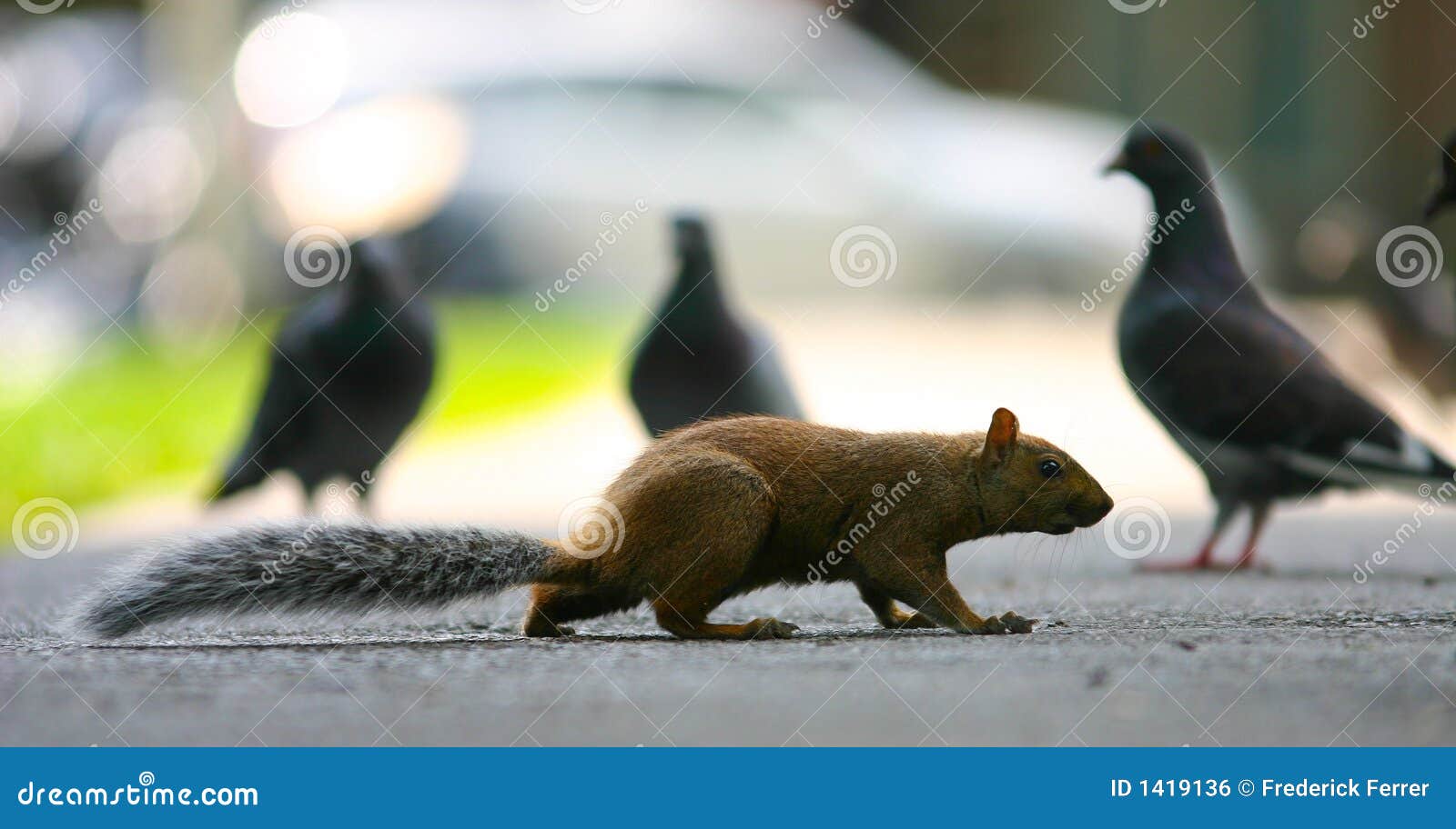Escape stock photo. Image of animal, rodent, crouch, escape - 1419136