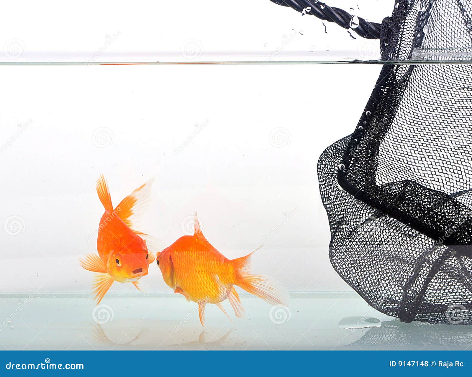 Escape stock photo. Image of fish, fauna, closeup, cute - 9147148
