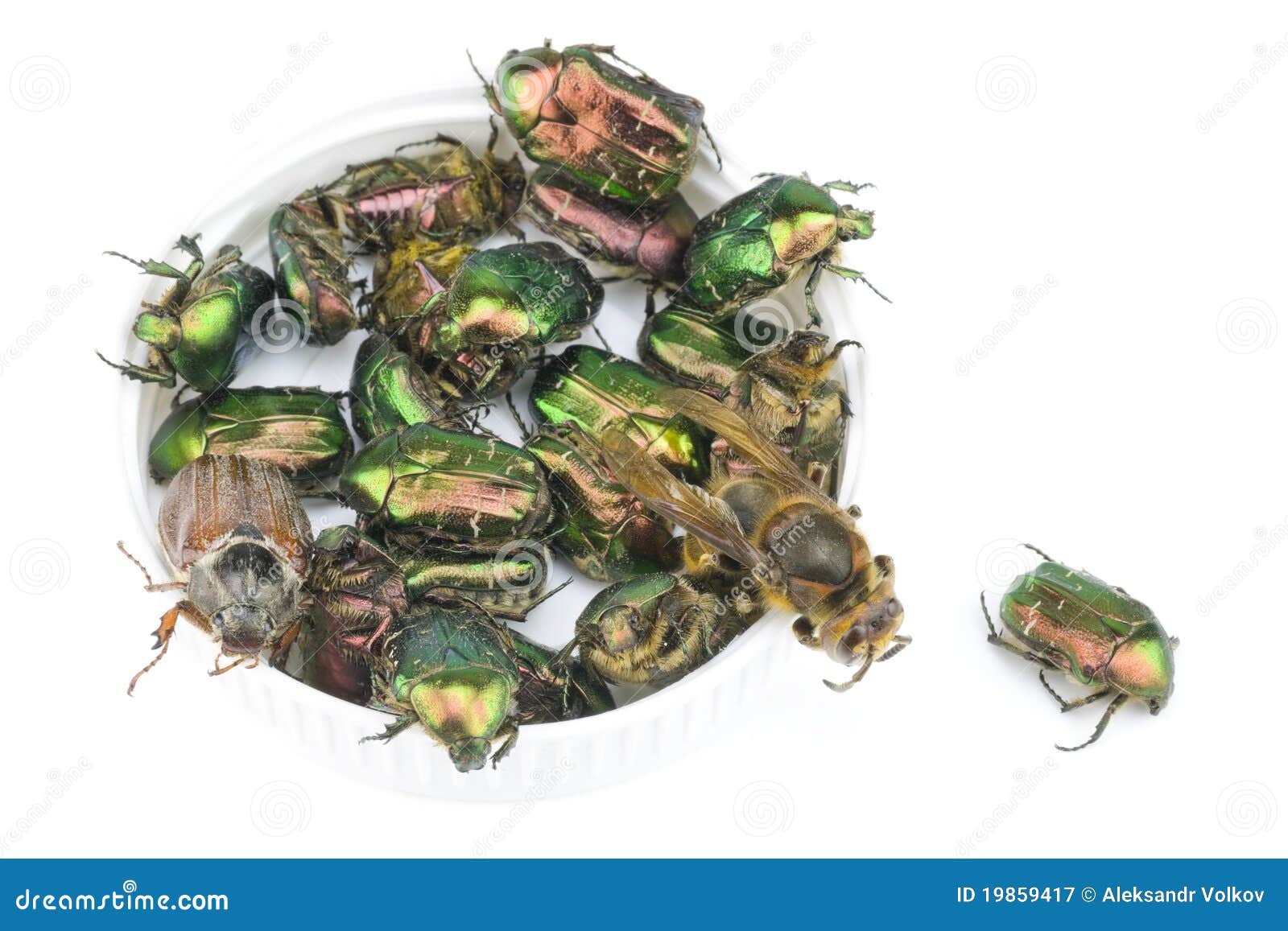 Escape from an Insect Bugs Paradise Stock Image - Image of shallow ...