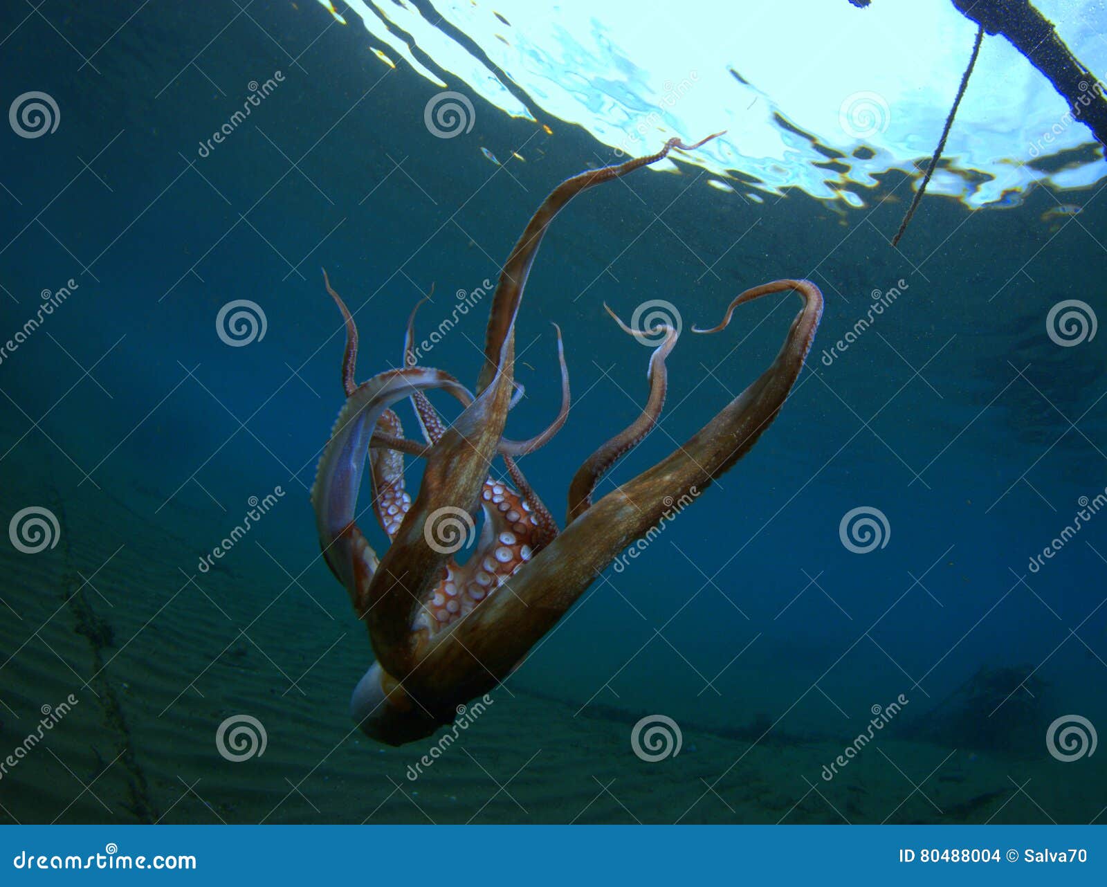 The escape stock photo. Image of close, depp, hunter - 80488004