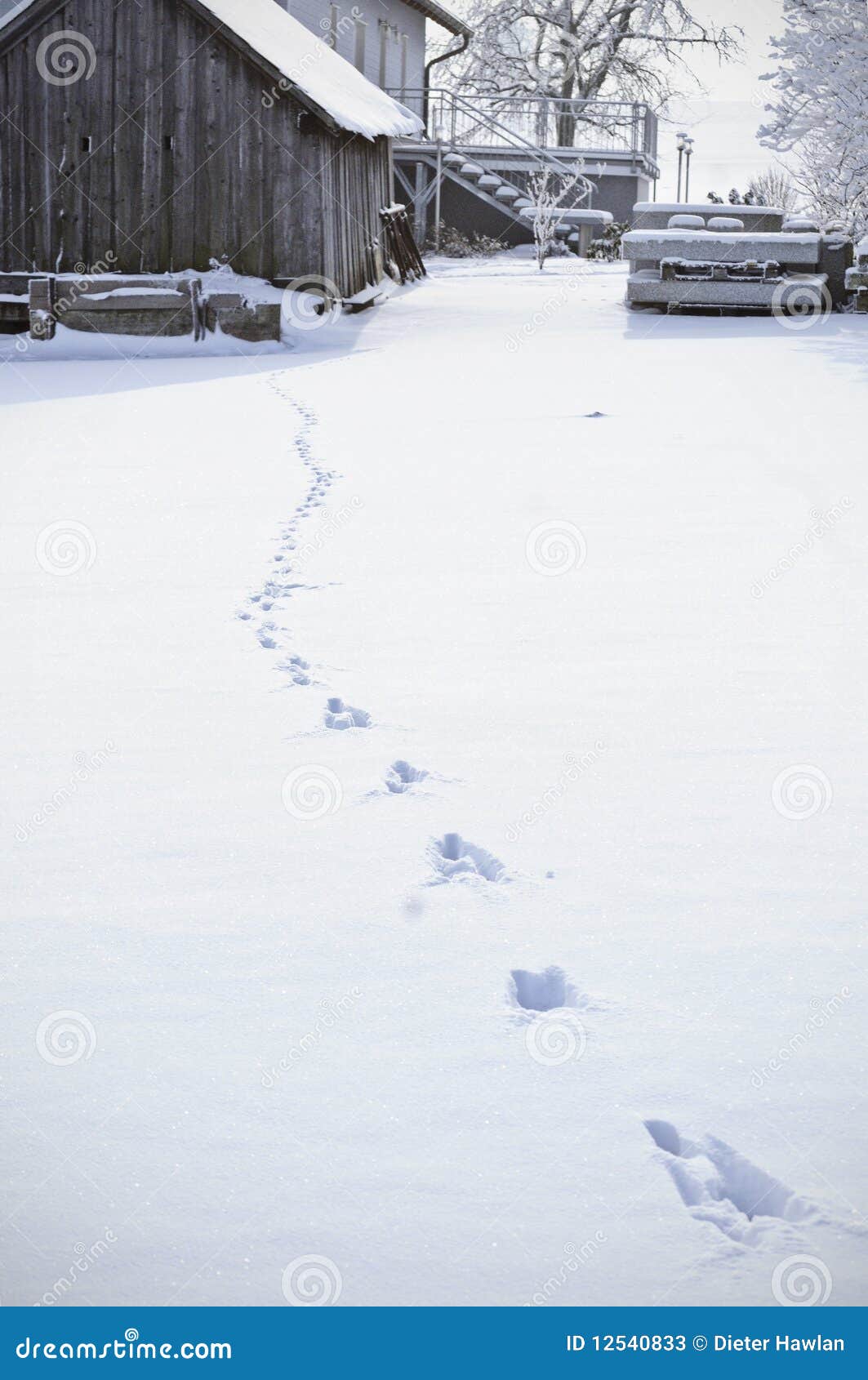 Escape of a Rabbit stock image. Image of natural, rabbit - 12540833