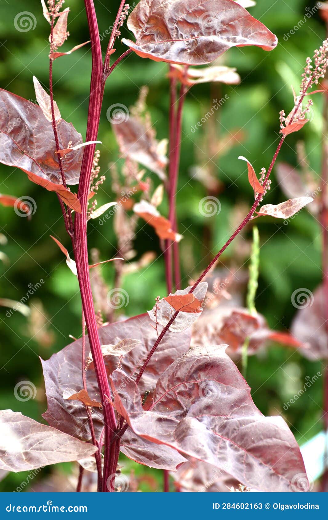 Escape of a Red Garden Edible Quinoa Stock Image - Image of vegetable ...