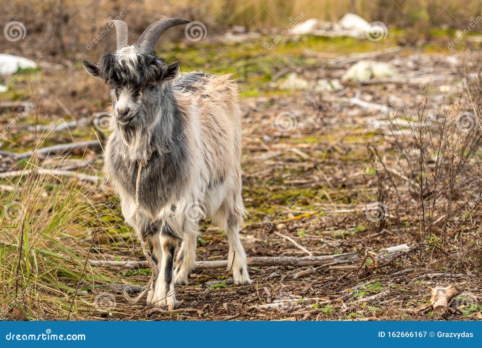 Escaped Goat Walking Alone in a Wild Nature Stock Image - Image of ...