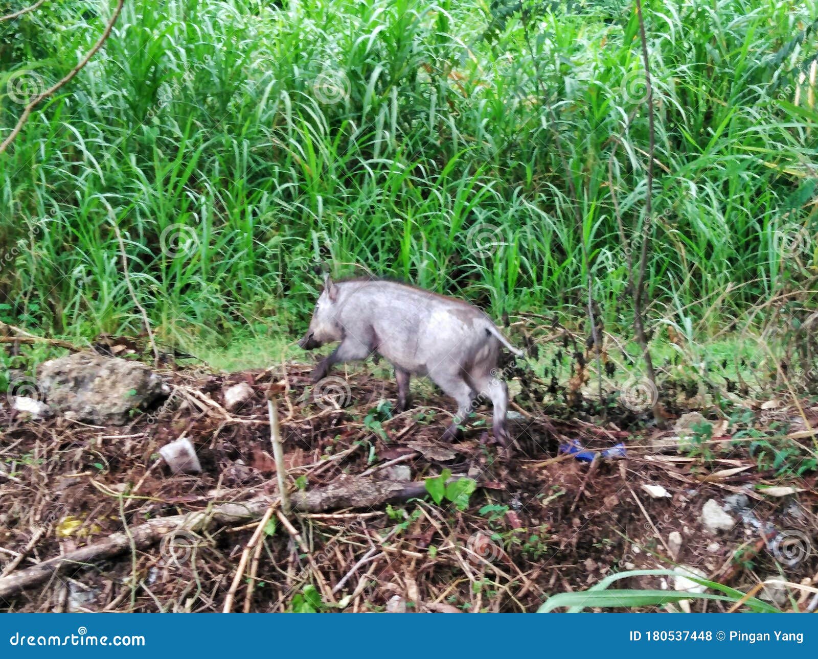 A Escaping Small Wild Boar in the Singapore Zoo Stock Photo - Image of ...