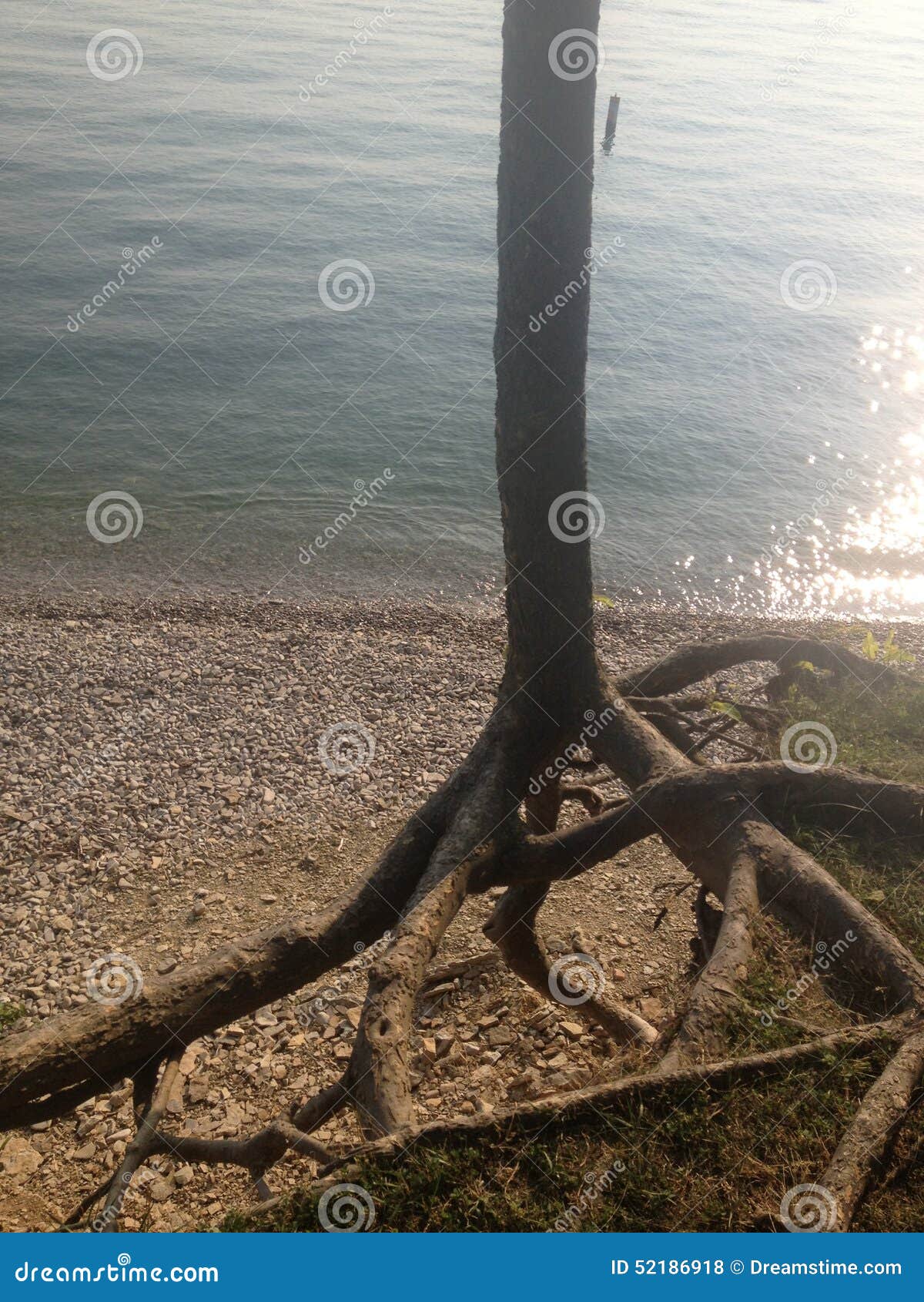 Escaping tree stock photo. Image of growing, lake, escaping - 52186918