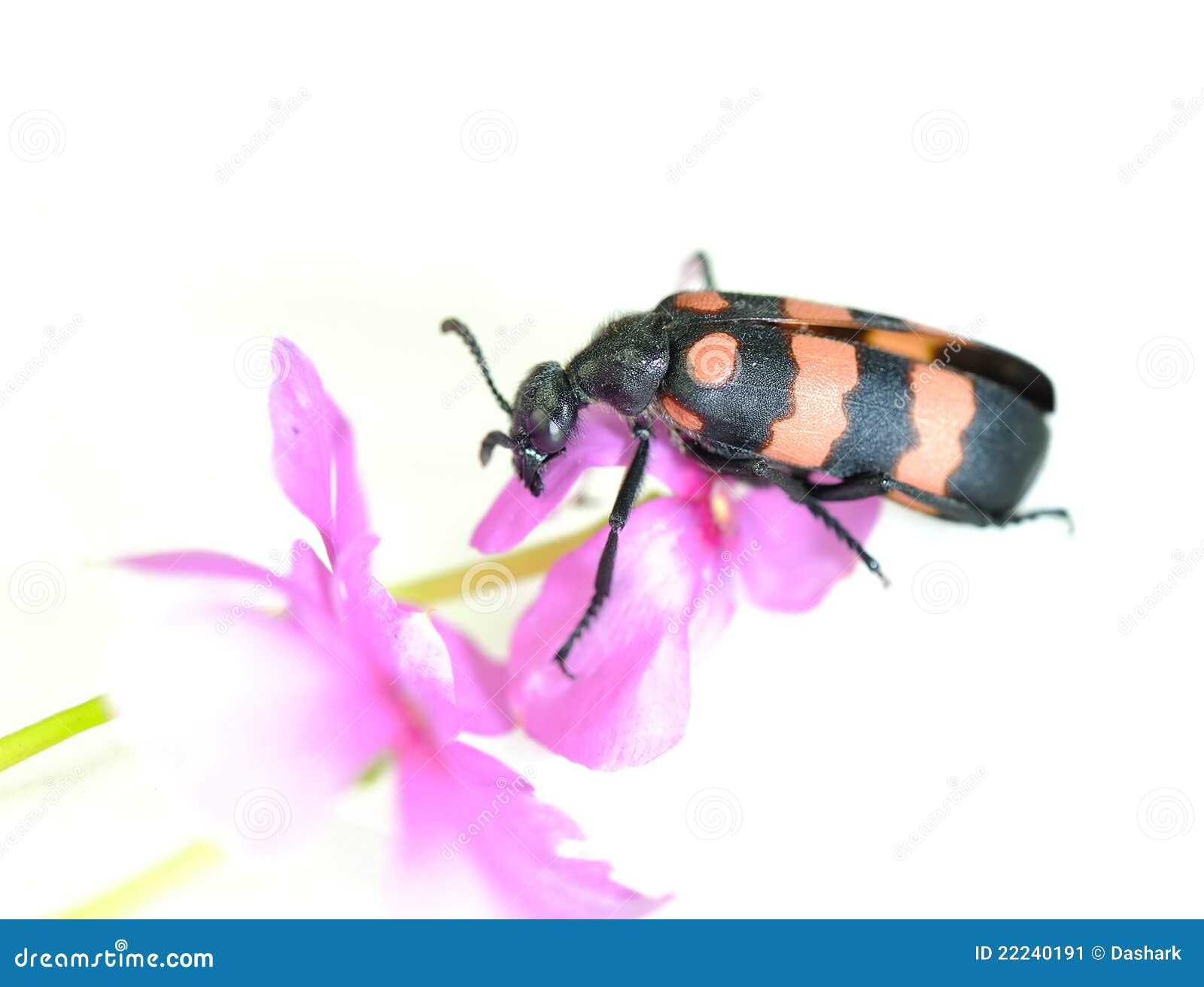 Escarabajo de aserrador imagen de archivo. Imagen de bichos - 22240191