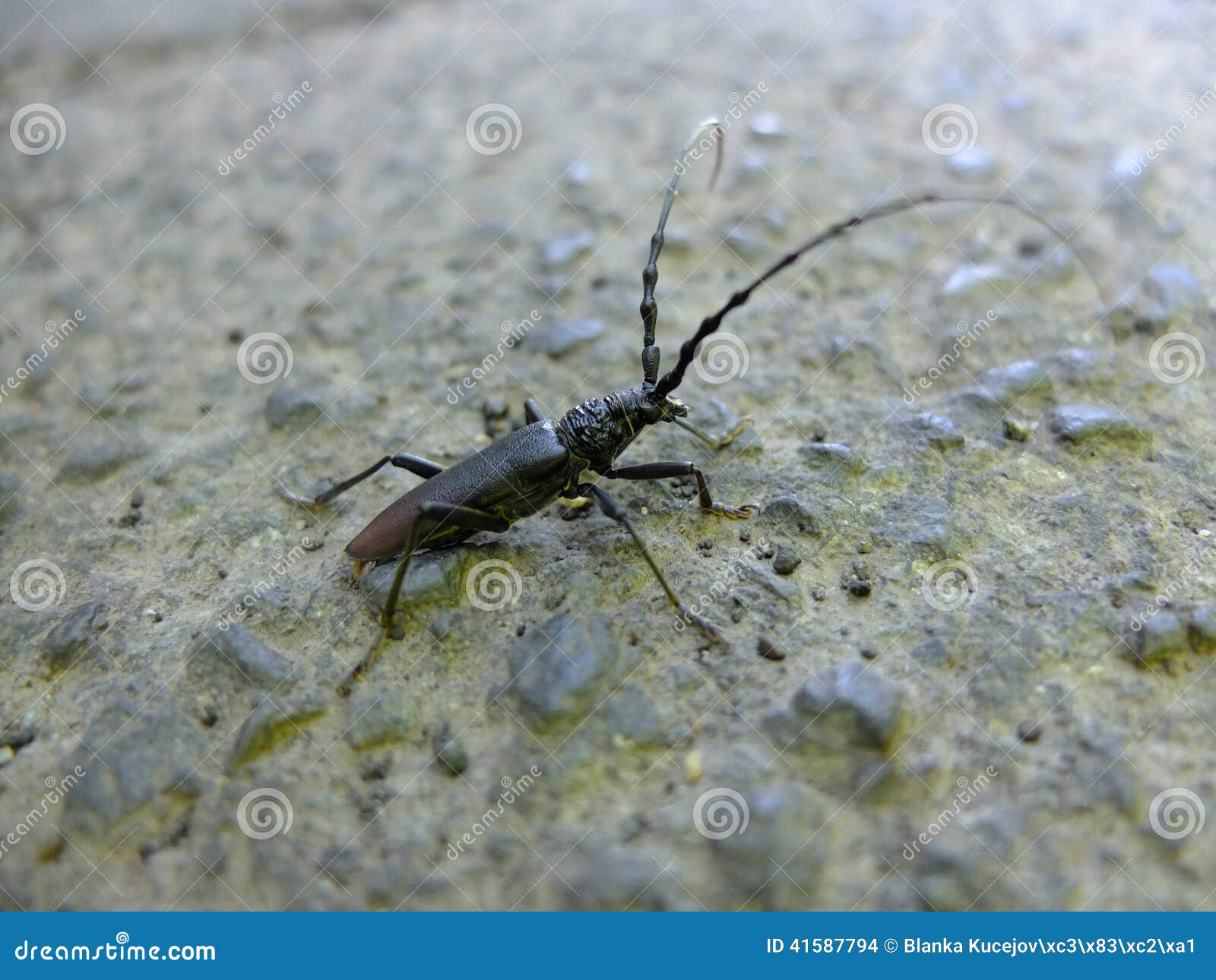Escarabajo de aserrador foto de archivo. Imagen de claxon - 41587794