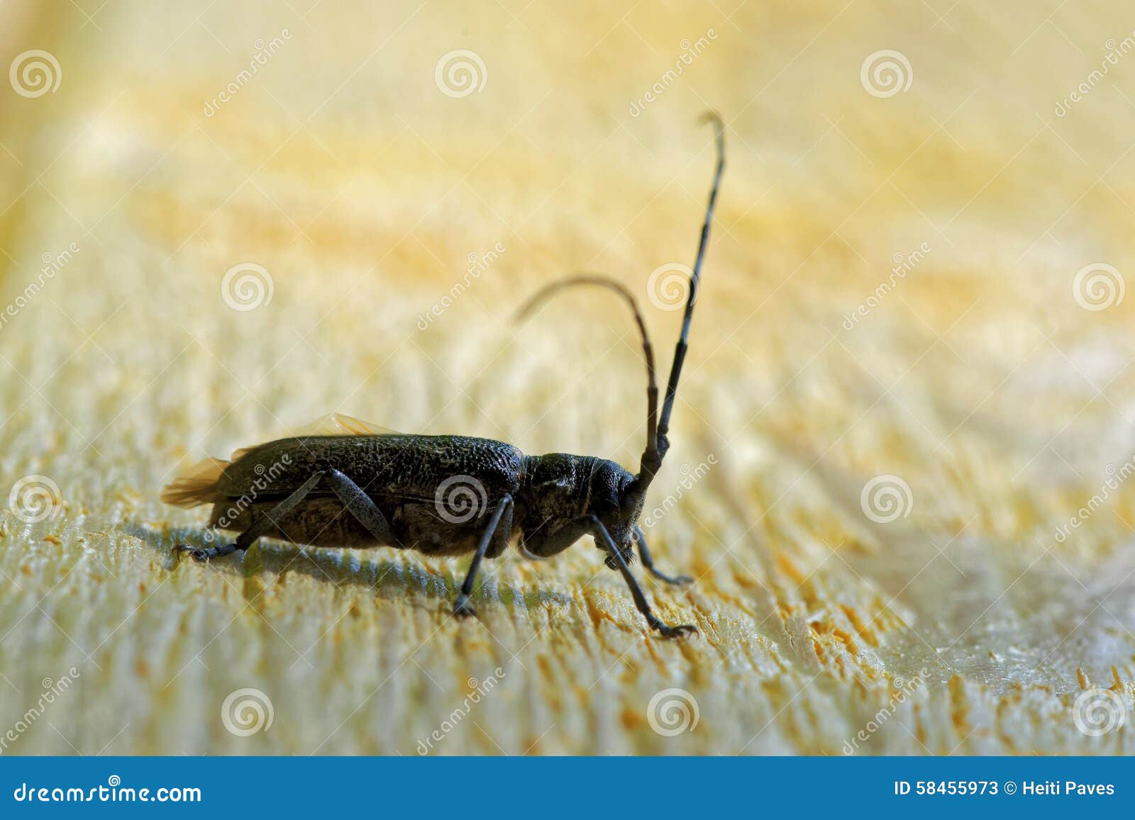 Escarabajo de aserrador imagen de archivo. Imagen de cubo - 58455973
