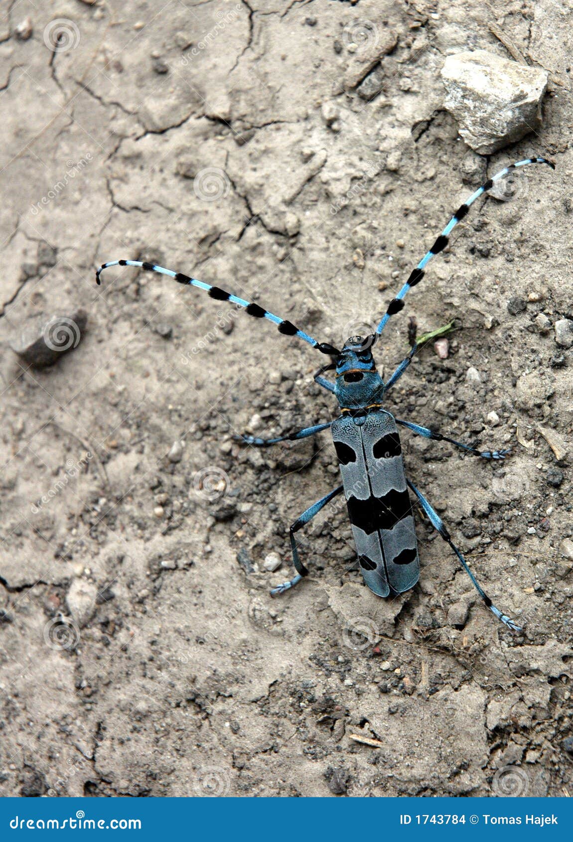 Escarabajo De Aserrador - Alpina De Rosalia Foto de archivo - Imagen de ...