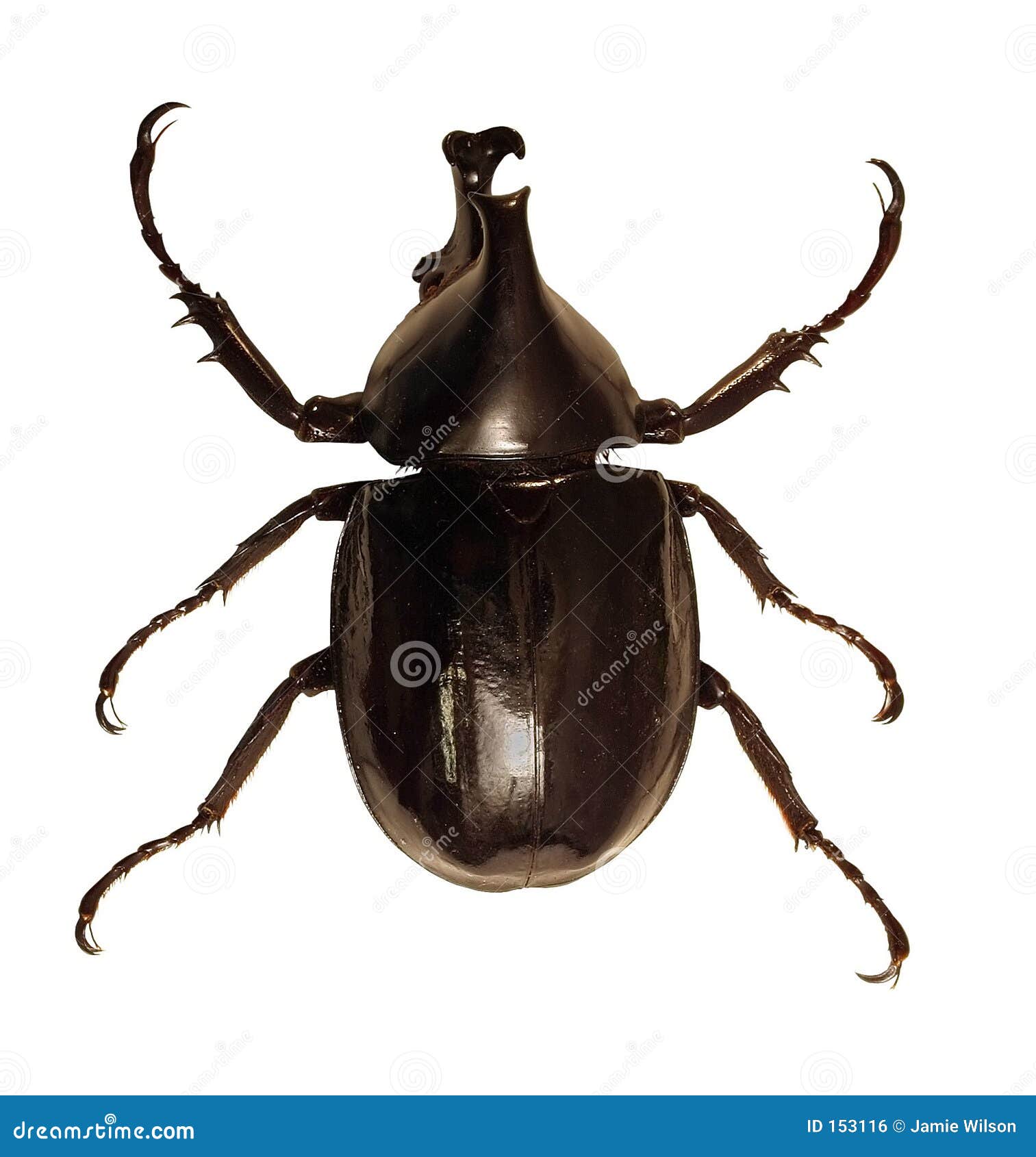 Escarabajo de rinoceronte foto de archivo. Imagen de invertebrado - 153116