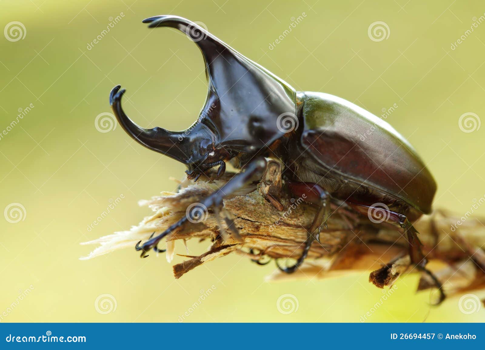 Escarabajo de rinoceronte imagen de archivo. Imagen de poderoso - 26694457