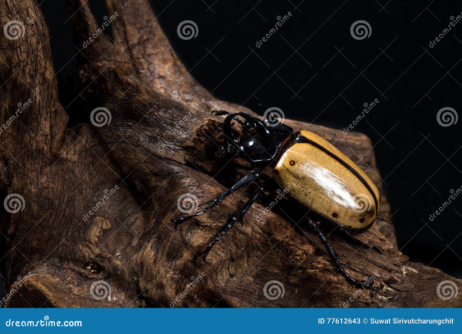 Escarabajo De Rinoceronte Cinco-de Cuernos Imagen de archivo - Imagen ...